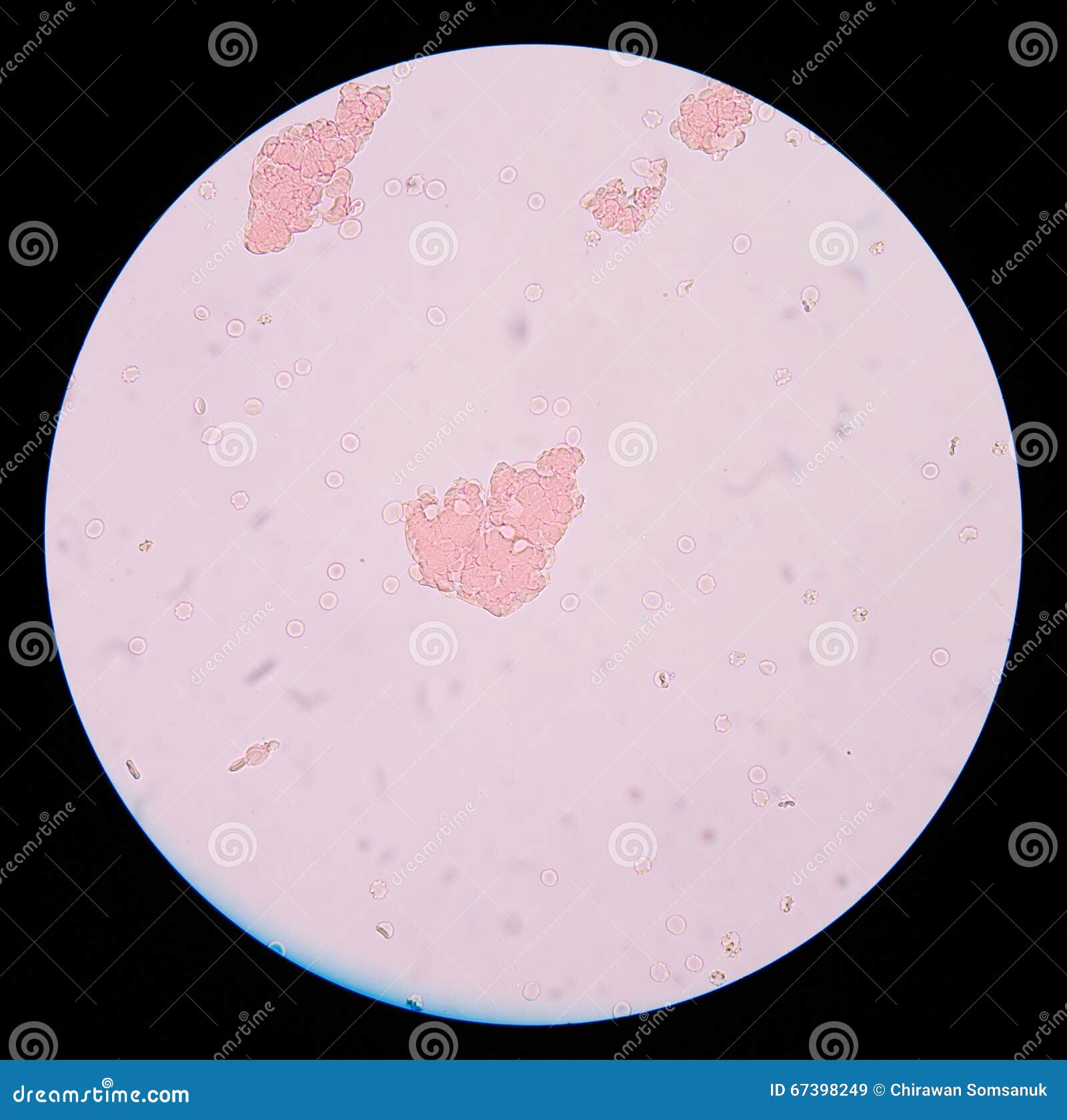 Fresh red blood cell stock image. Image of cage, medicine - 67398249