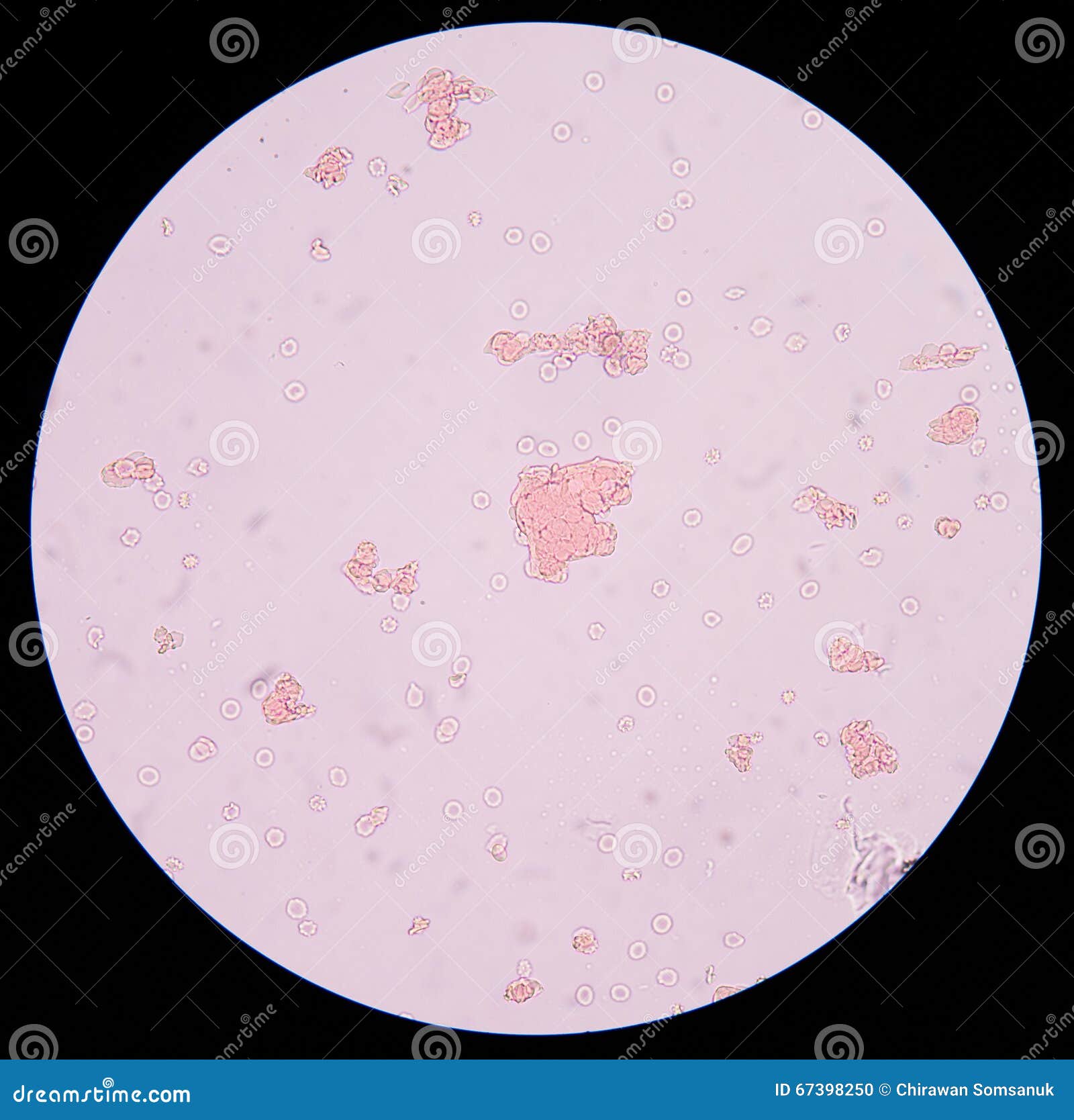 Fresh red blood cell stock photo. Image of health, artery - 67398250