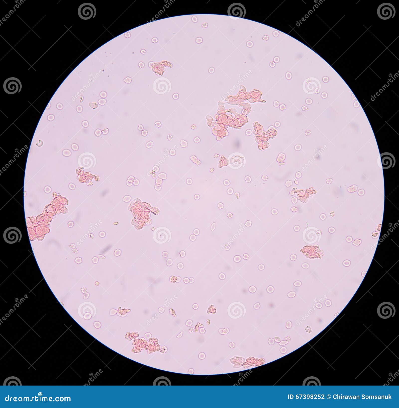 Fresh red blood cell stock photo. Image of cage, closeup - 67398252