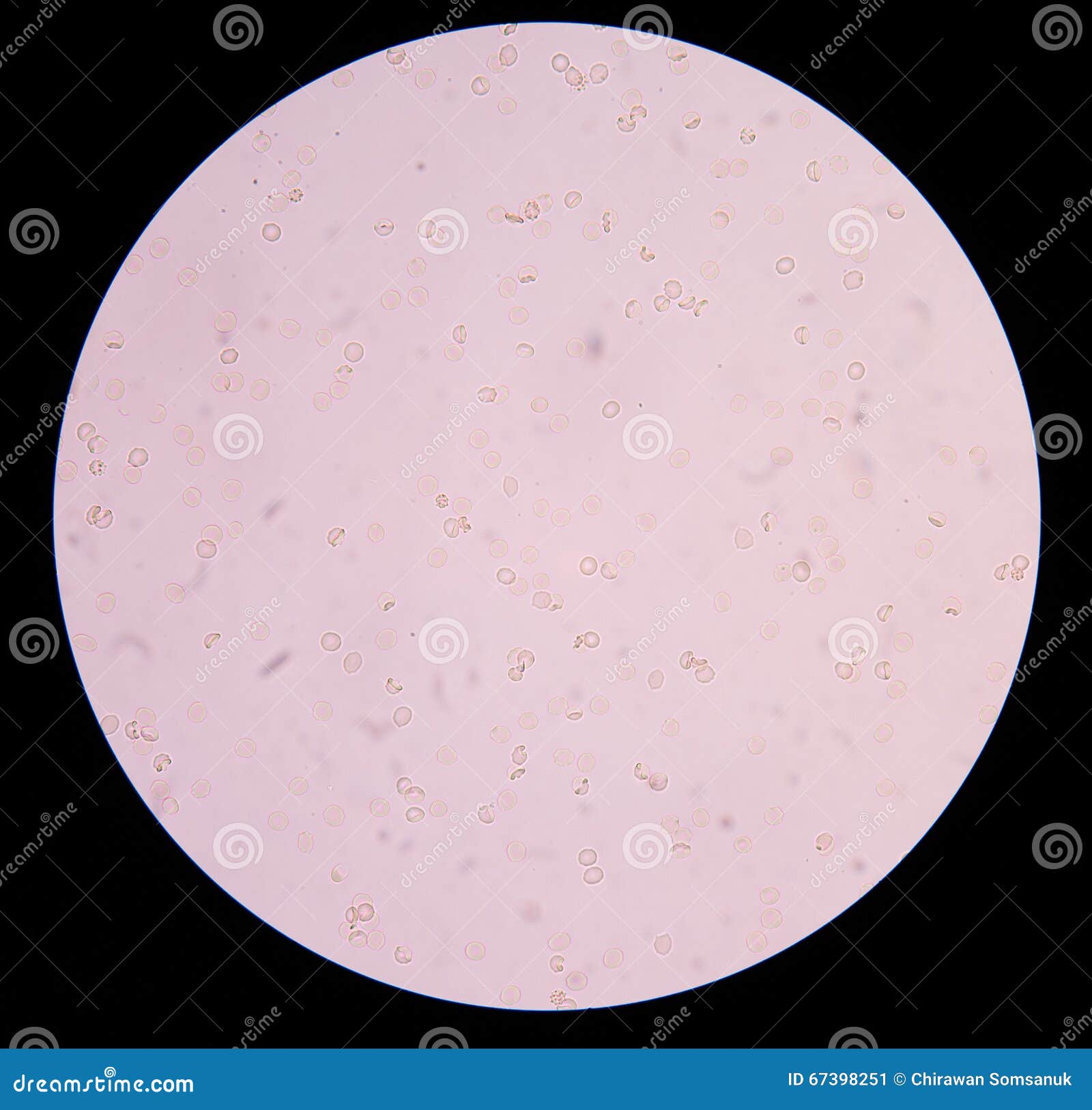 Fresh red blood cell stock image. Image of medicine, element - 67398251