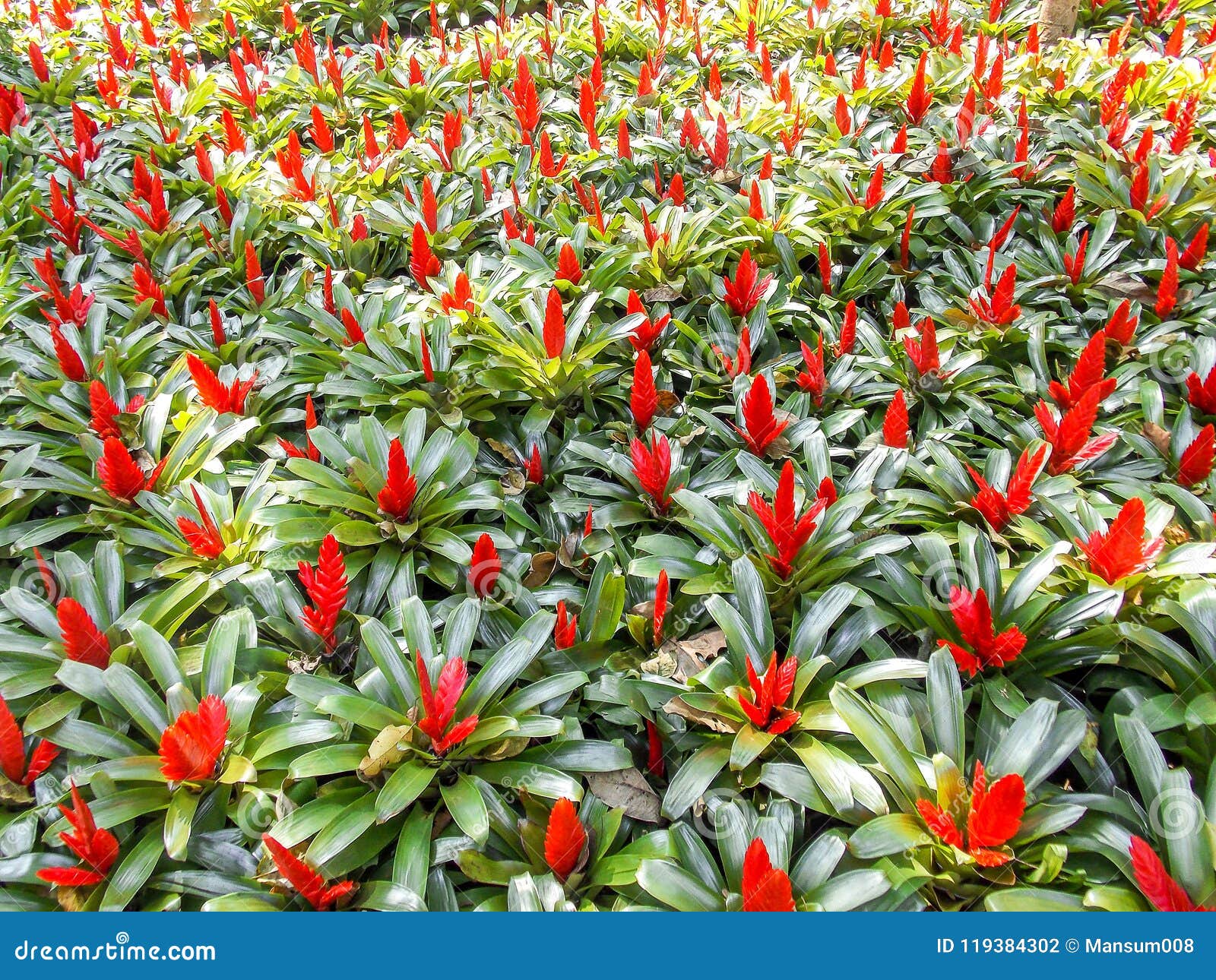 Red Bromeliad Flower in Garden Stock Photo - Image of flower, thailand ...