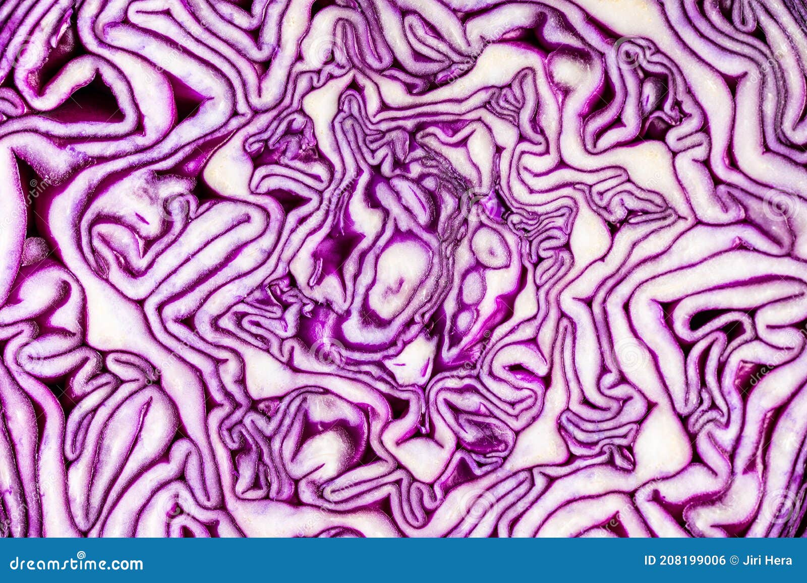 Fresh red cabbage stock photo. Image of organic, ingredient - 208199006