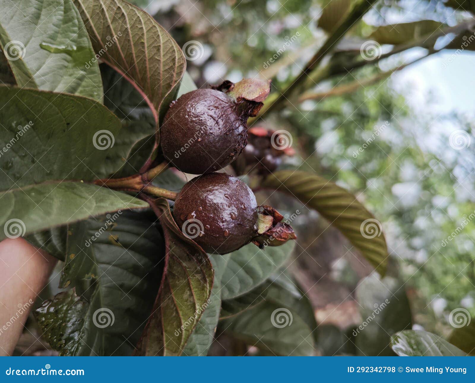 The Fresh Red Cattley Guava Fruit. Stock Photo - Image of fruit ...