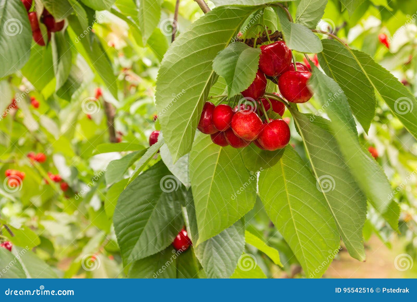 Fresh Red Cherries Growing on Cherry Tree Stock Photo - Image of tasty ...