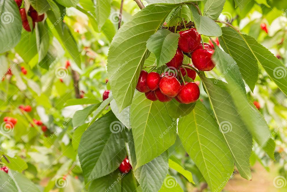 Fresh Red Cherries Growing on Cherry Tree Stock Photo - Image of tasty ...
