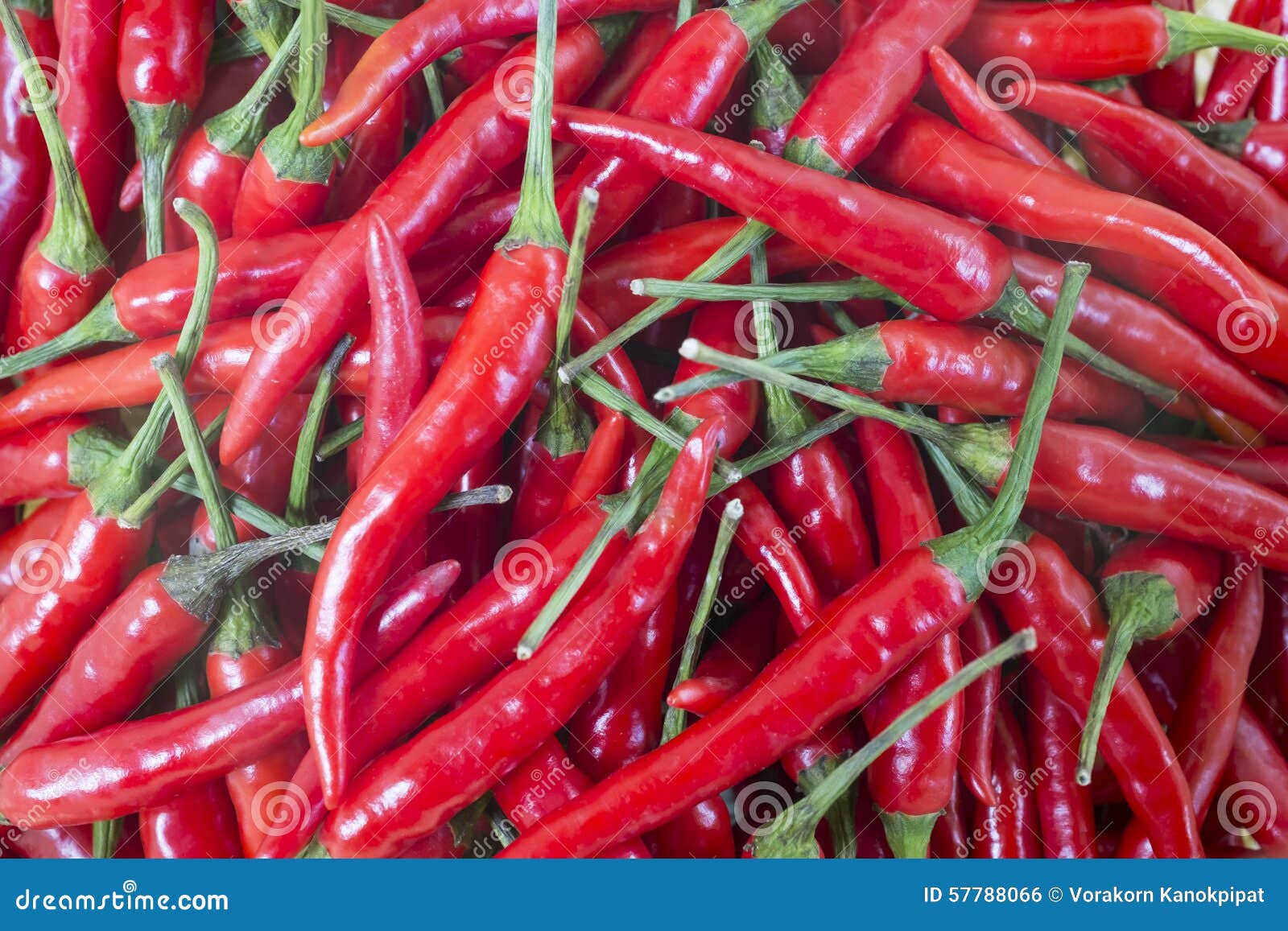 Fresh red chili in group stock photo. Image of spicy - 57788066