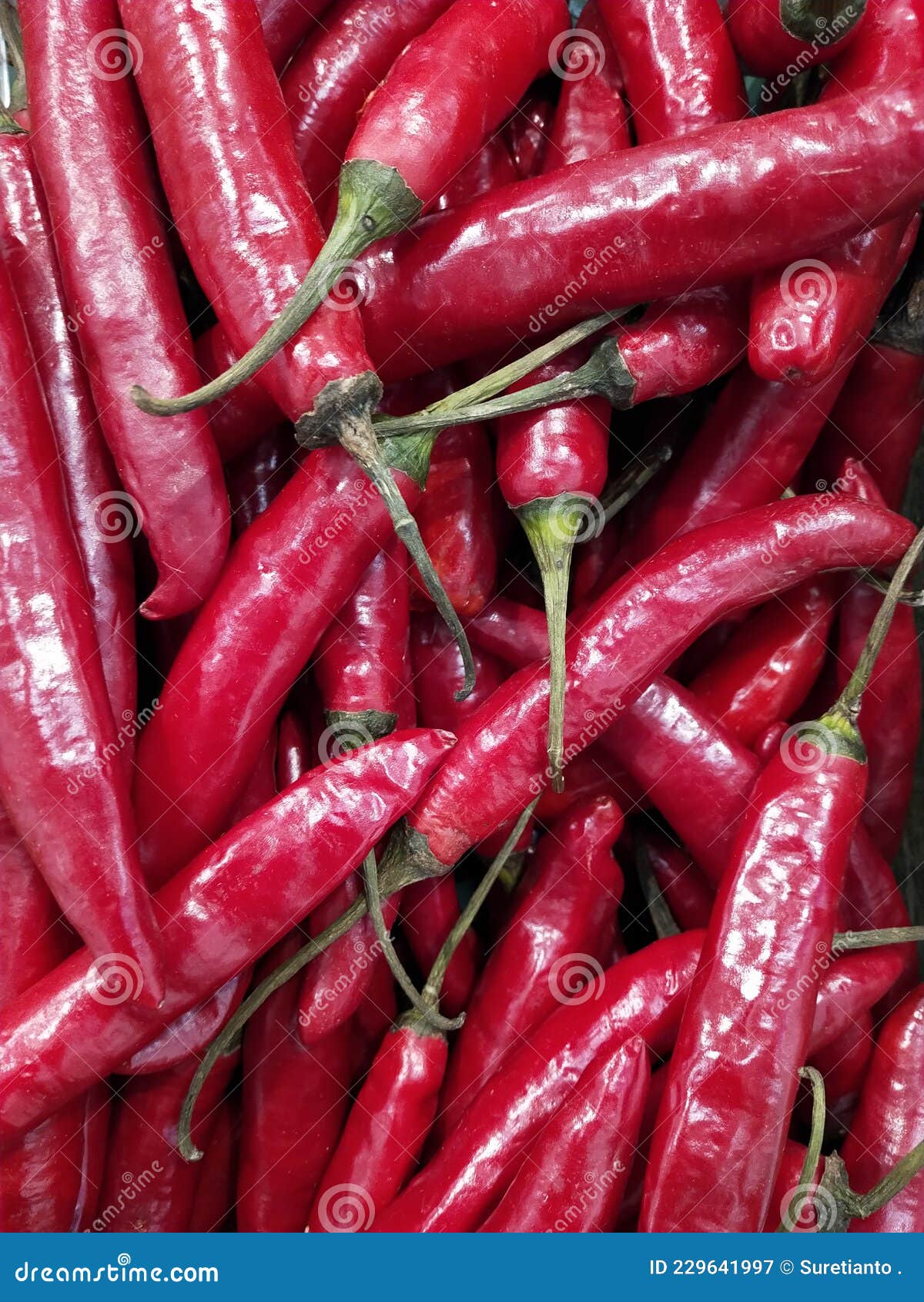 Fresh red chili stock image. Image of salsa, spicy, chili - 229641997