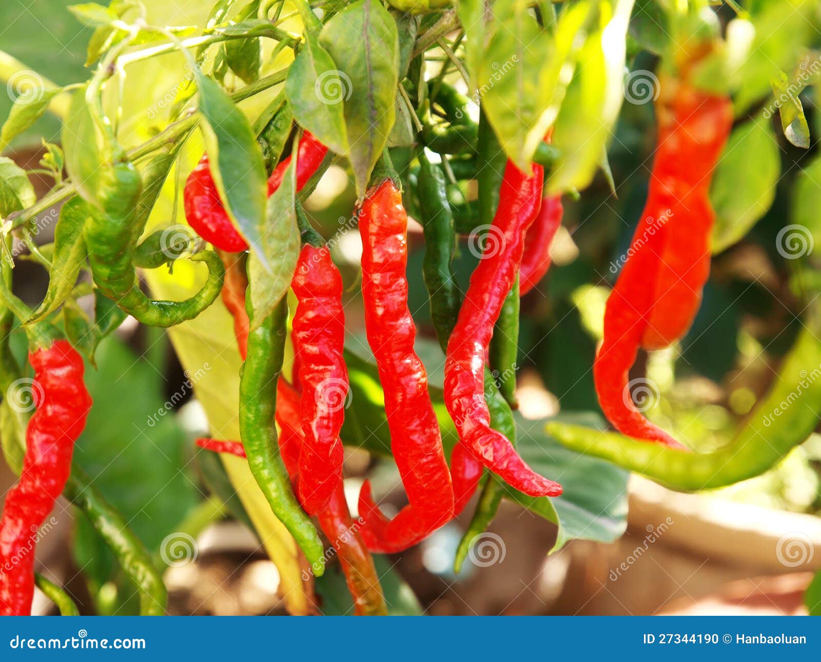 Fresh red chilies stock photo. Image of ingredients, chilli - 27344190