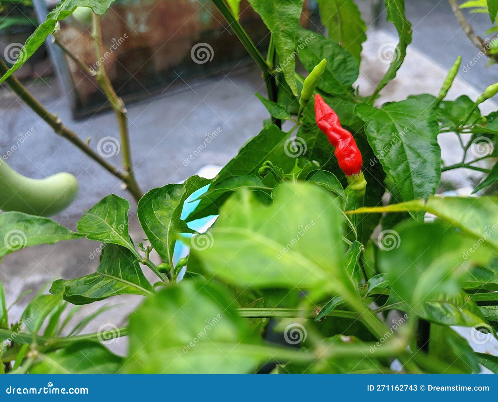 Fresh Red Chilli Paper in Garden Stock Image - Image of summer, spice ...