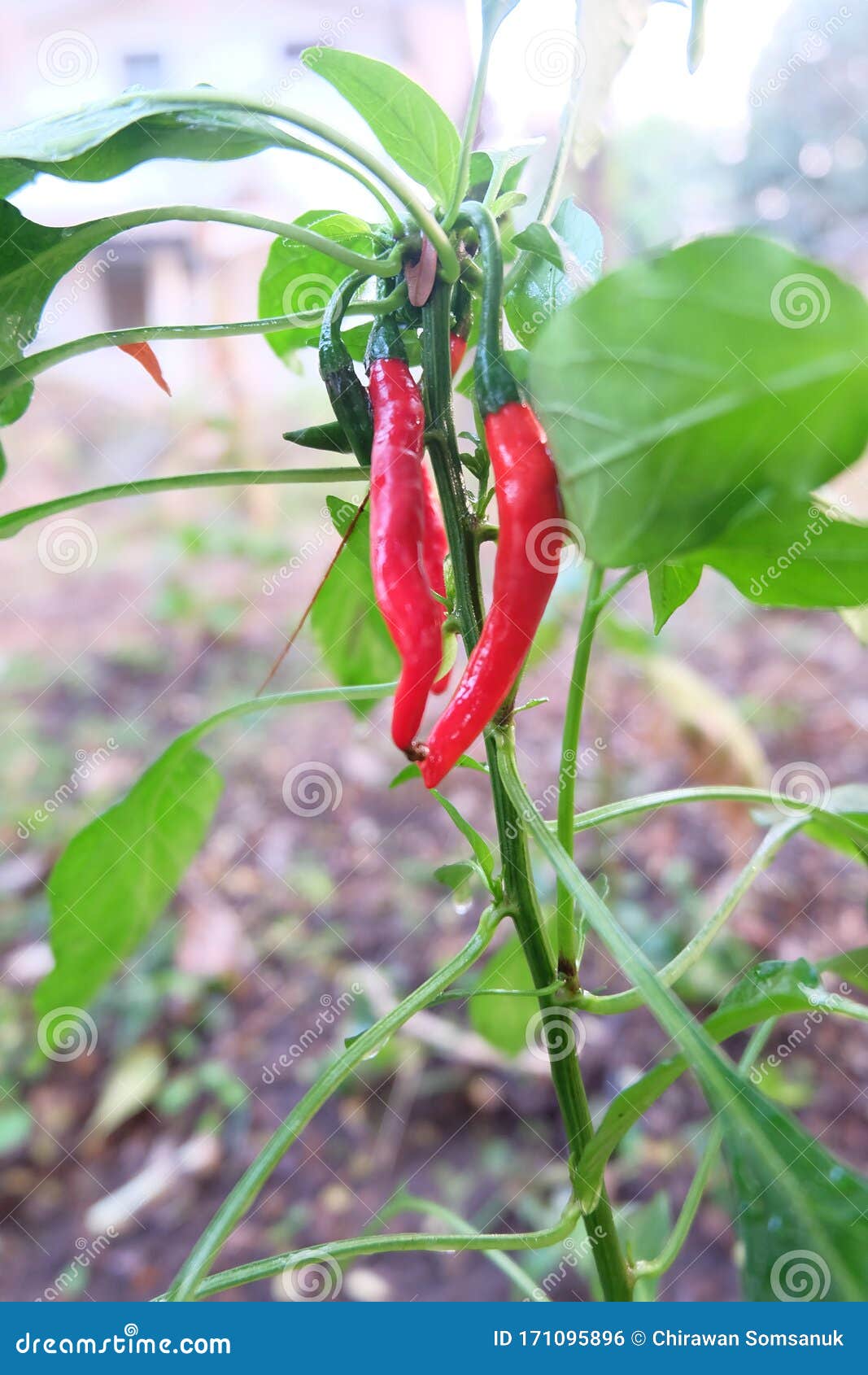 Fresh Red Chilli Plants in Nature Stock Photo - Image of organic, macro ...