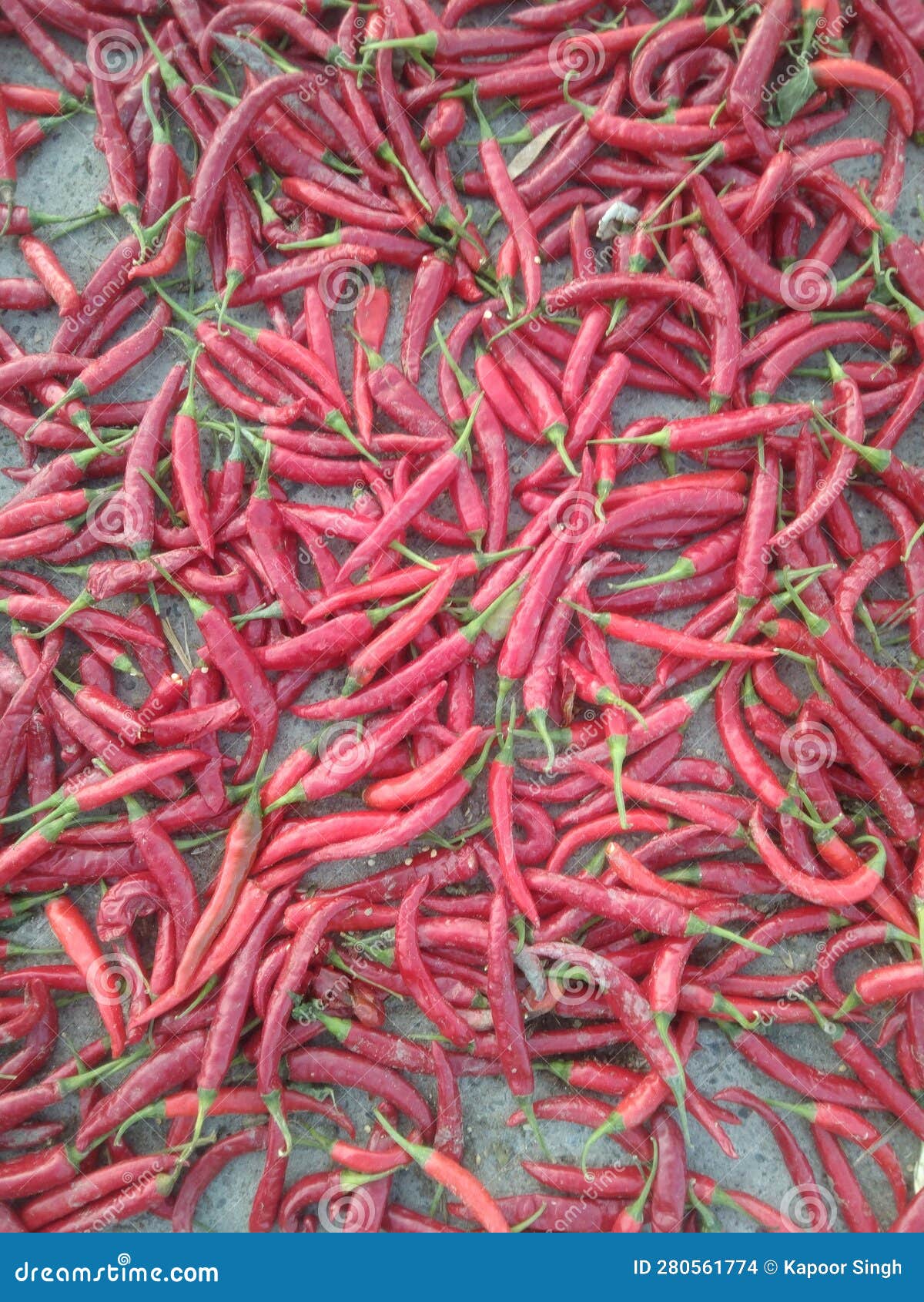 Fresh Red Chilli Spread on Ground Stock Photo - Image of chilli, spread ...