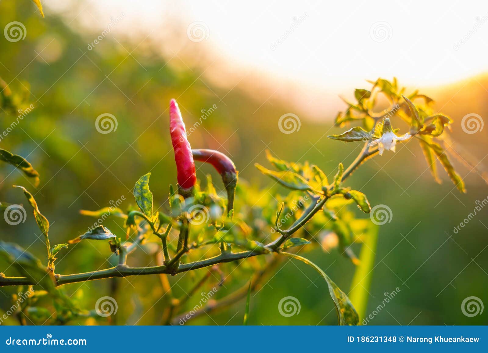 Fresh Red Chilli from Chilli Trees Stock Photo - Image of organic ...