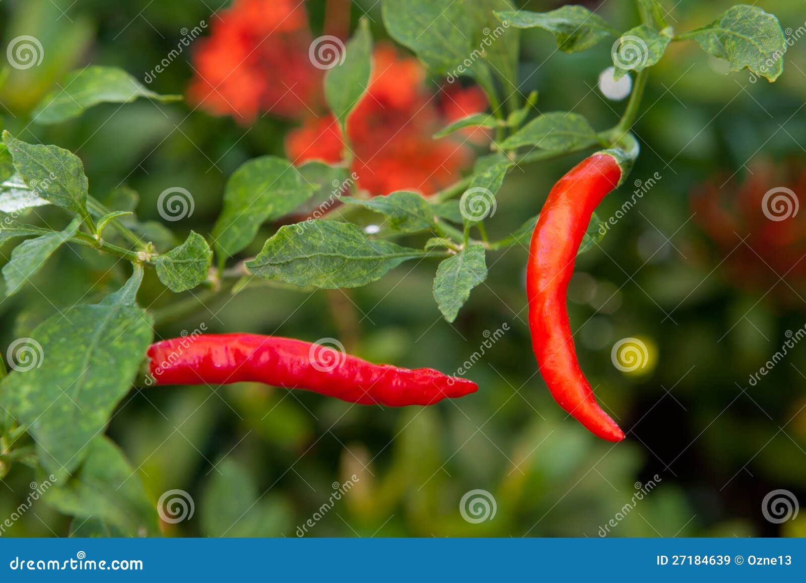 Fresh red chillies stock image. Image of gourmet, medicinal - 27184639