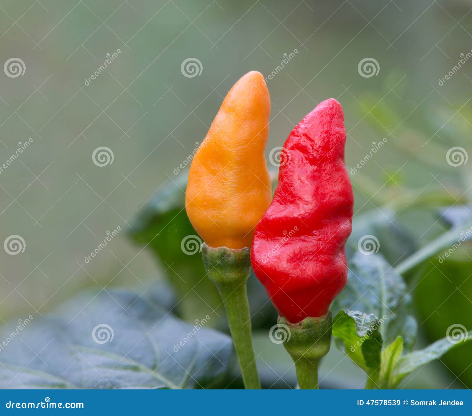 Fresh red chillies stock image. Image of grass, condiment - 47578539