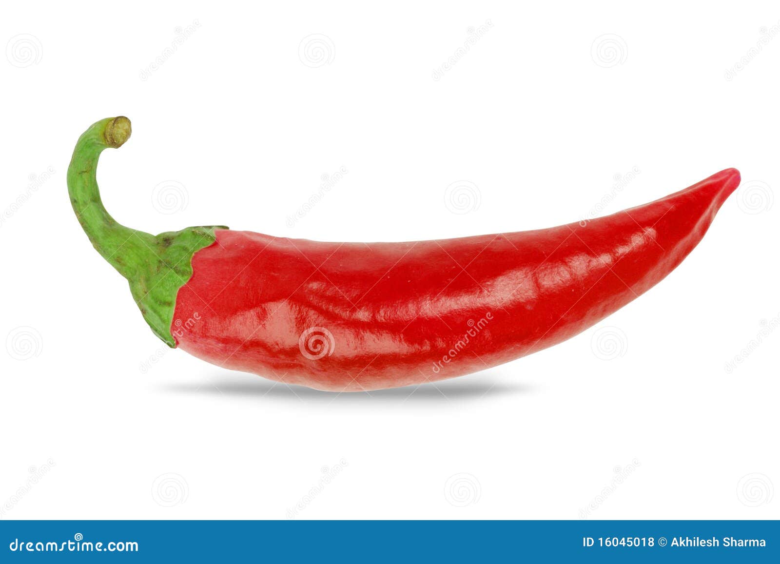 Fresh Red chilly close up stock photo. Image of spice - 16045018