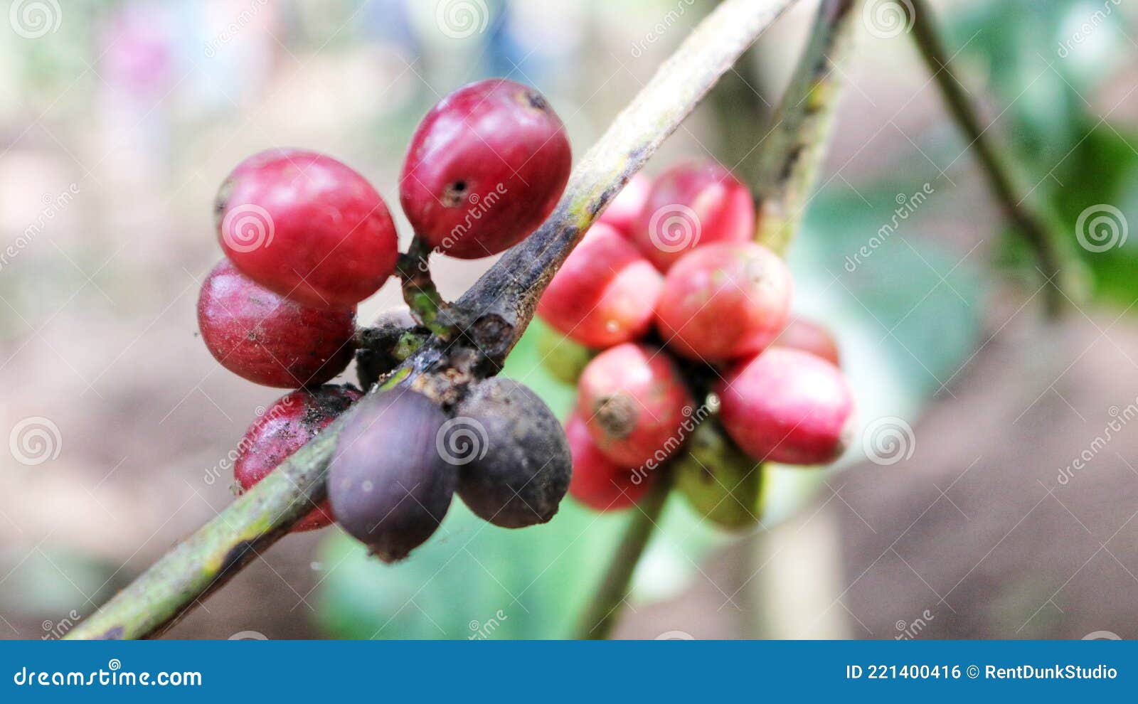 Fresh Red Coffee Beans stock photo. Image of garden - 221400416