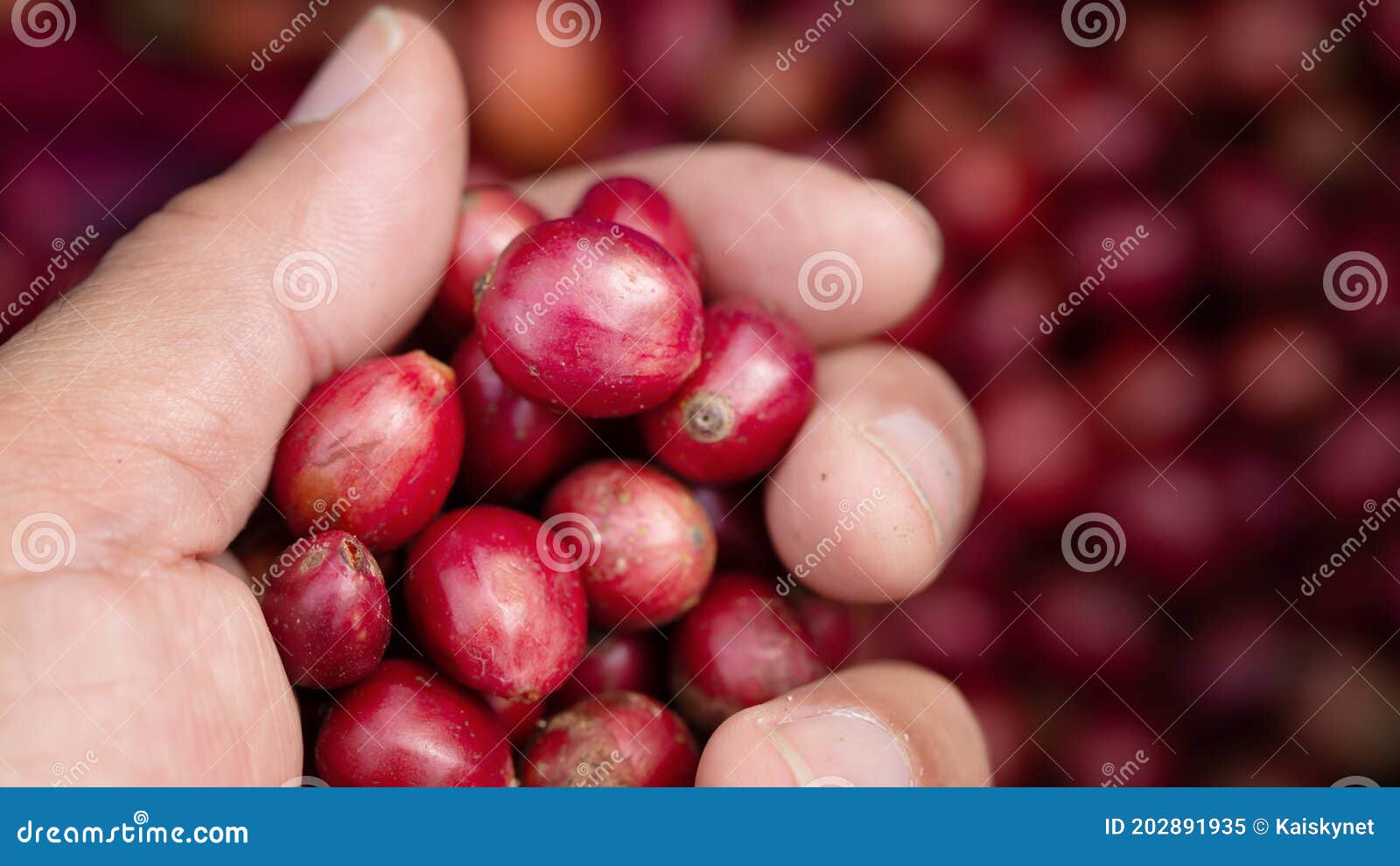 Fresh Red Coffee Red Cherry Coffee Bean in Hands Stock Image - Image of ...