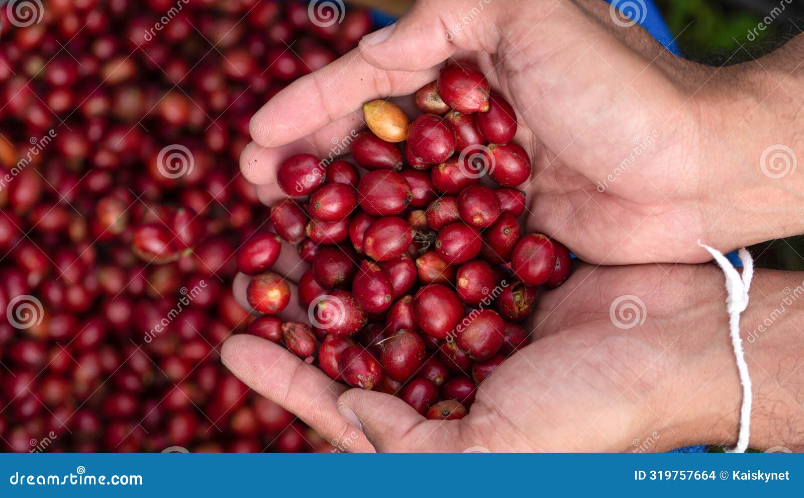 Fresh Red Coffee Red Cherry Coffee Bean in Hands Stock Photo - Image of ...