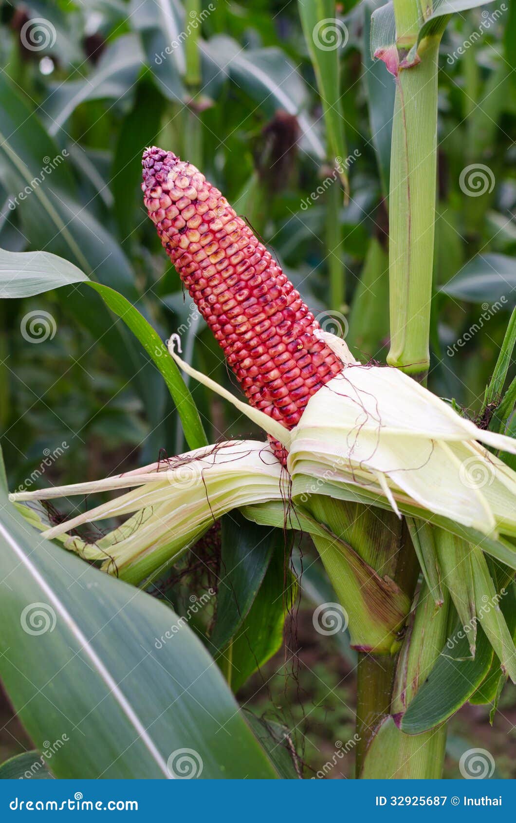 Fresh red corn stock image. Image of fresh, lifestyle - 32925687