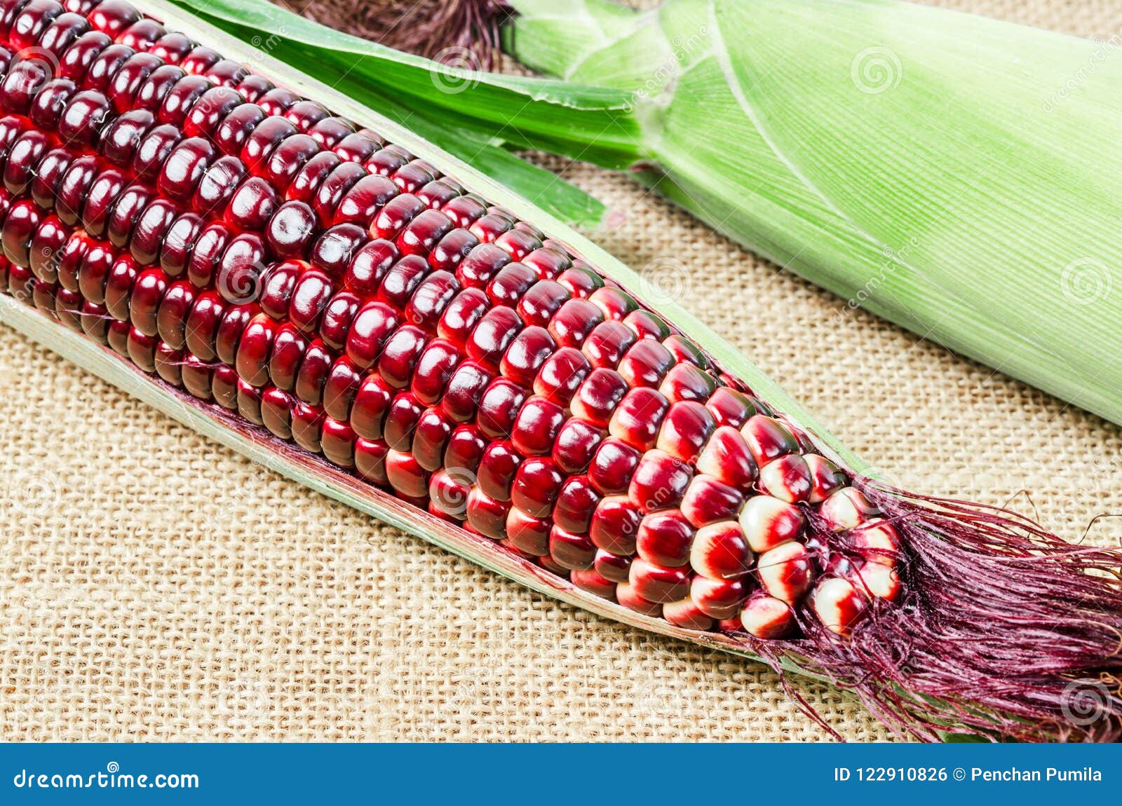 Fresh red corn. stock photo. Image of nutrition, farm - 122910826