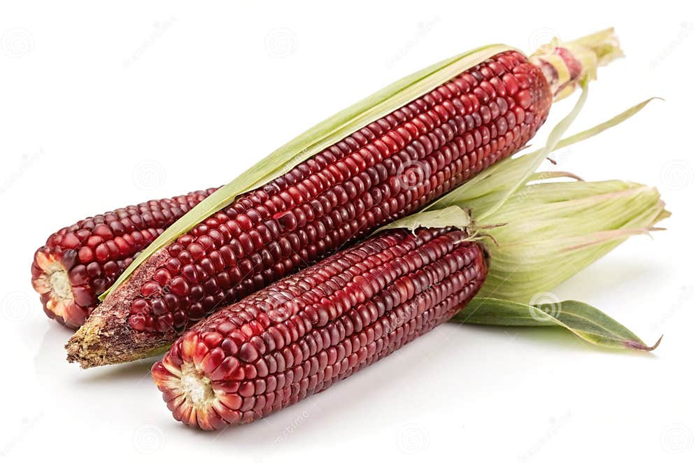 Fresh Red Corn on White Background Stock Illustration - Illustration of ...