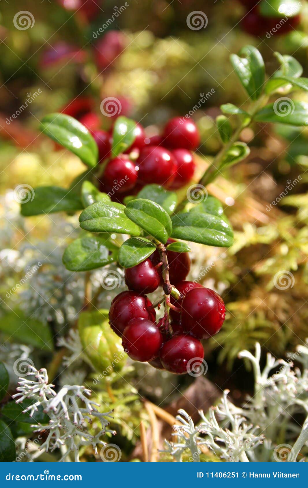 Fresh red cranberries stock image. Image of medicine - 11406251