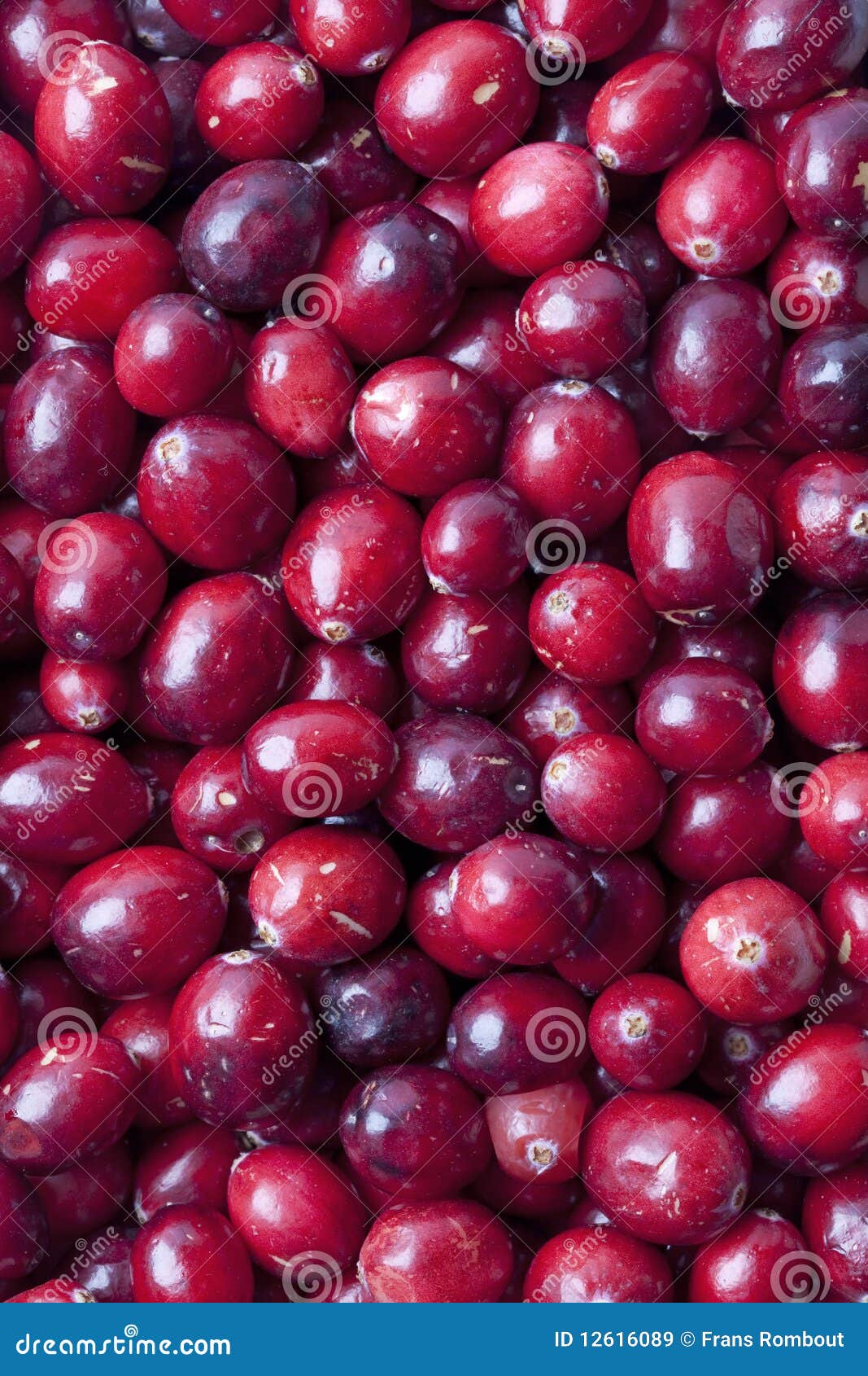 Fresh red Cranberries stock image. Image of close, vertical - 12616089
