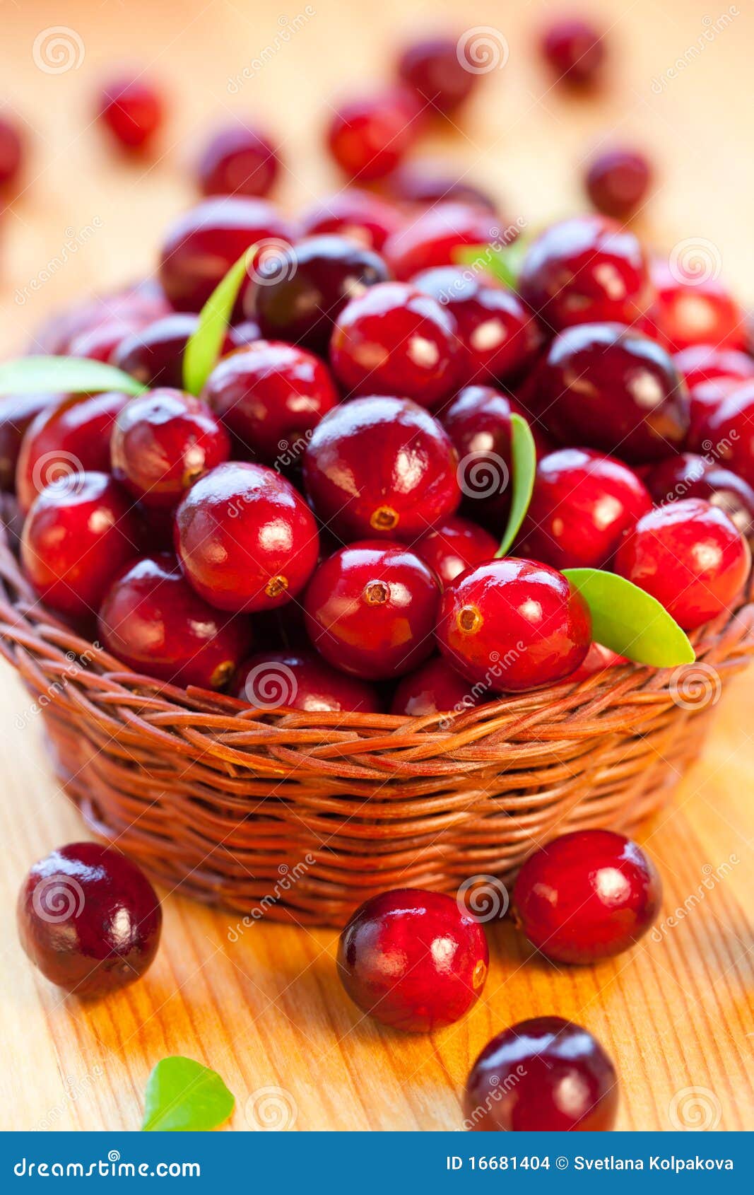 Fresh red cranberries stock photo. Image of leaf, assortment - 16681404
