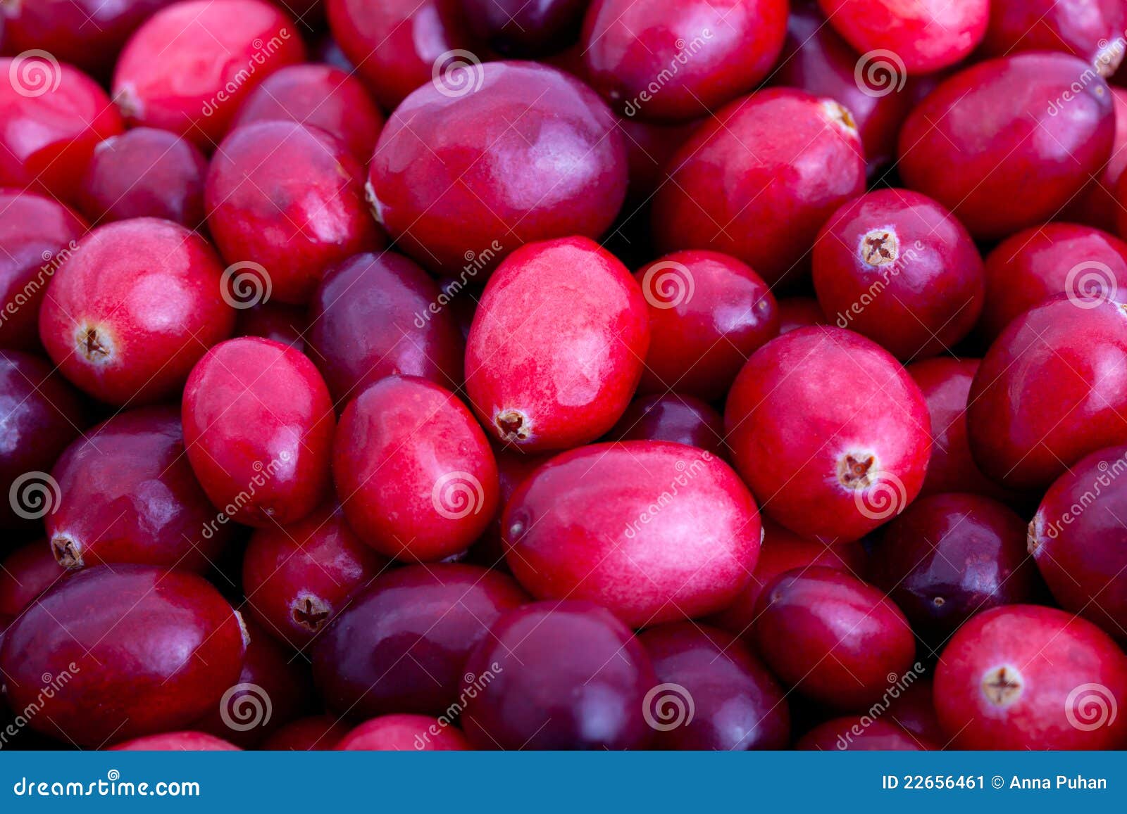 Fresh red cranberries stock image. Image of healthy, health - 22656461