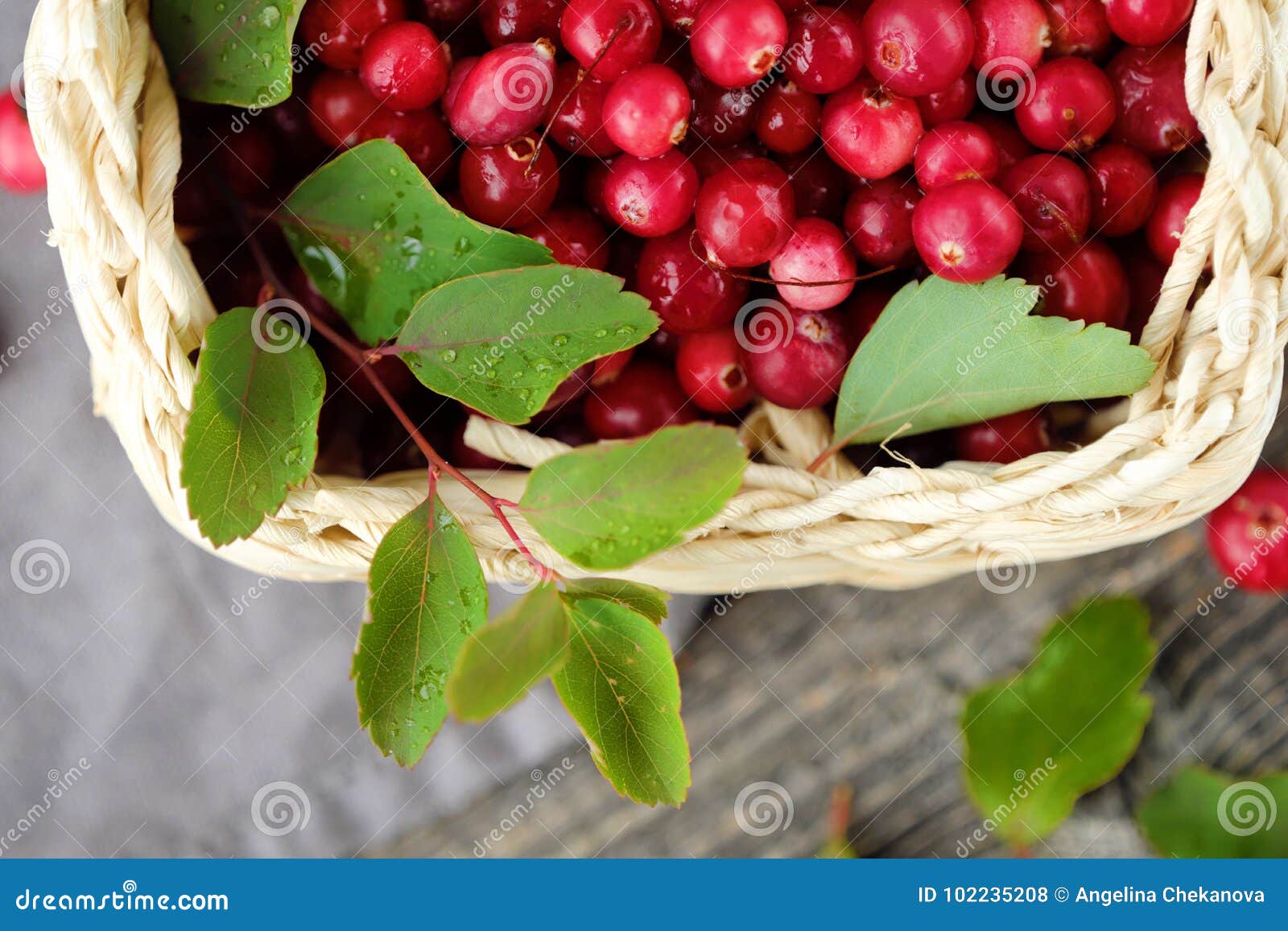 Fresh Red Cranberries with Leaves on the Table Stock Photo - Image of ...