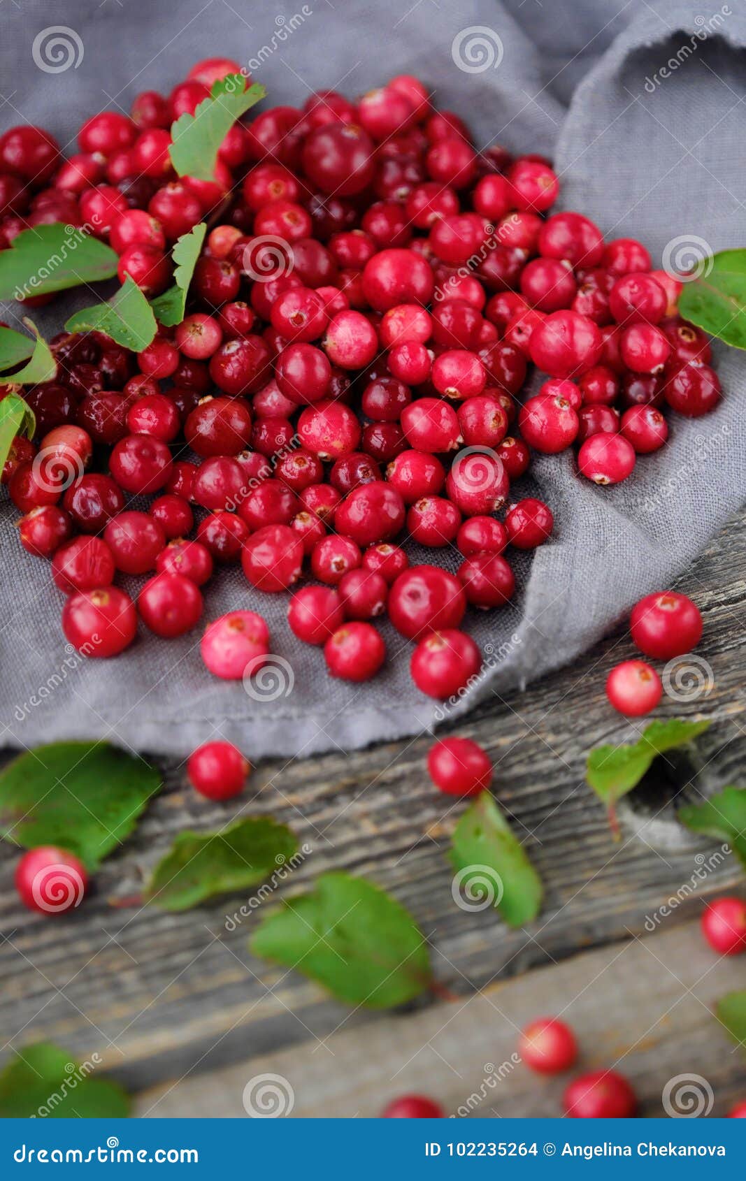 Fresh Red Cranberries with Leaves on the Table Stock Photo - Image of ...