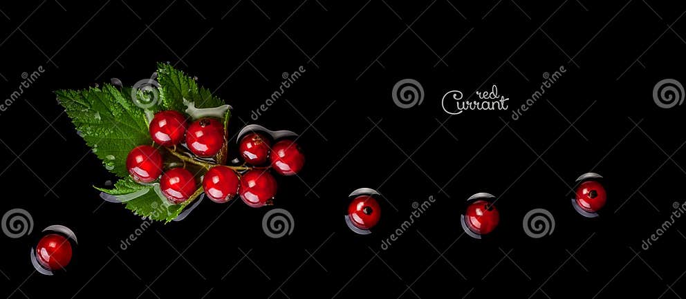 Fresh Red Currant on Black Background Stock Photo - Image of background ...
