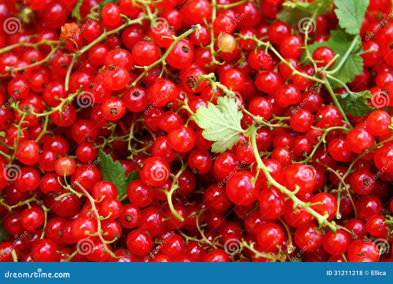 Fresh red currant stock photo. Image of currant, summer - 31211218