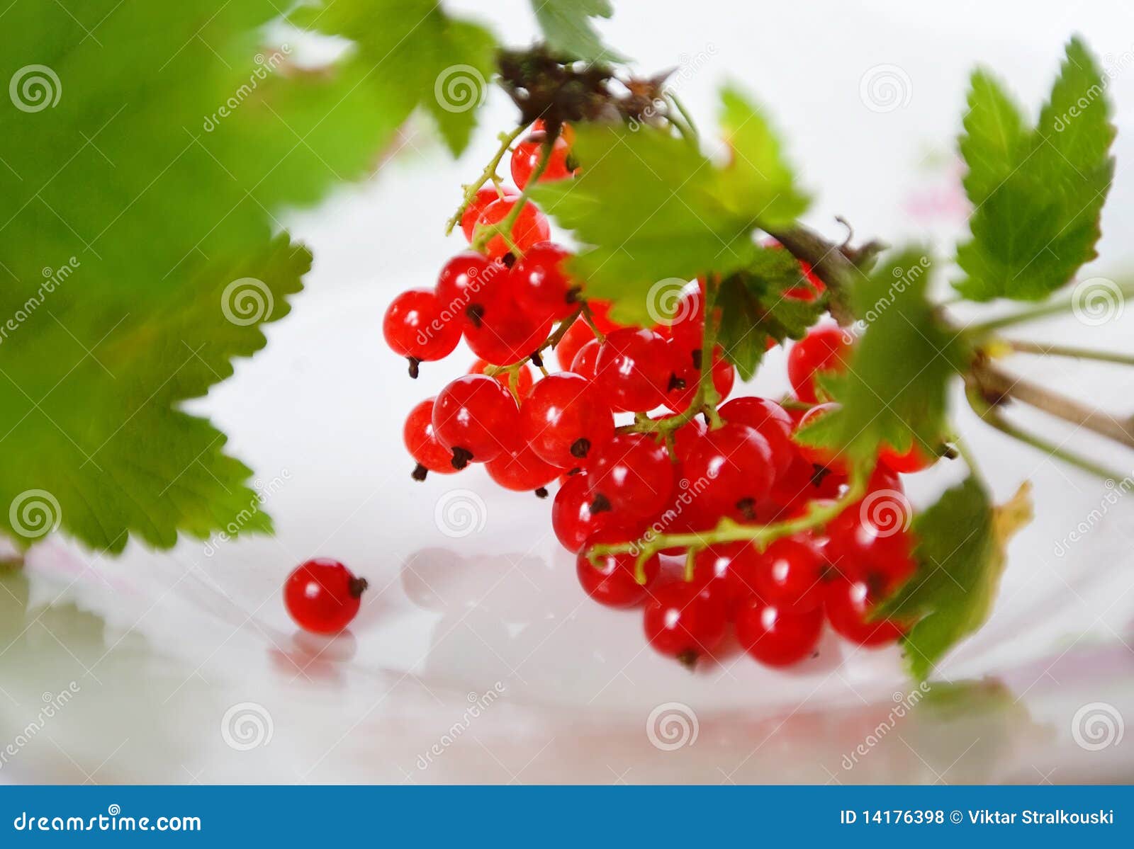Fresh red currant fruit stock photo. Image of berry, farm - 14176398