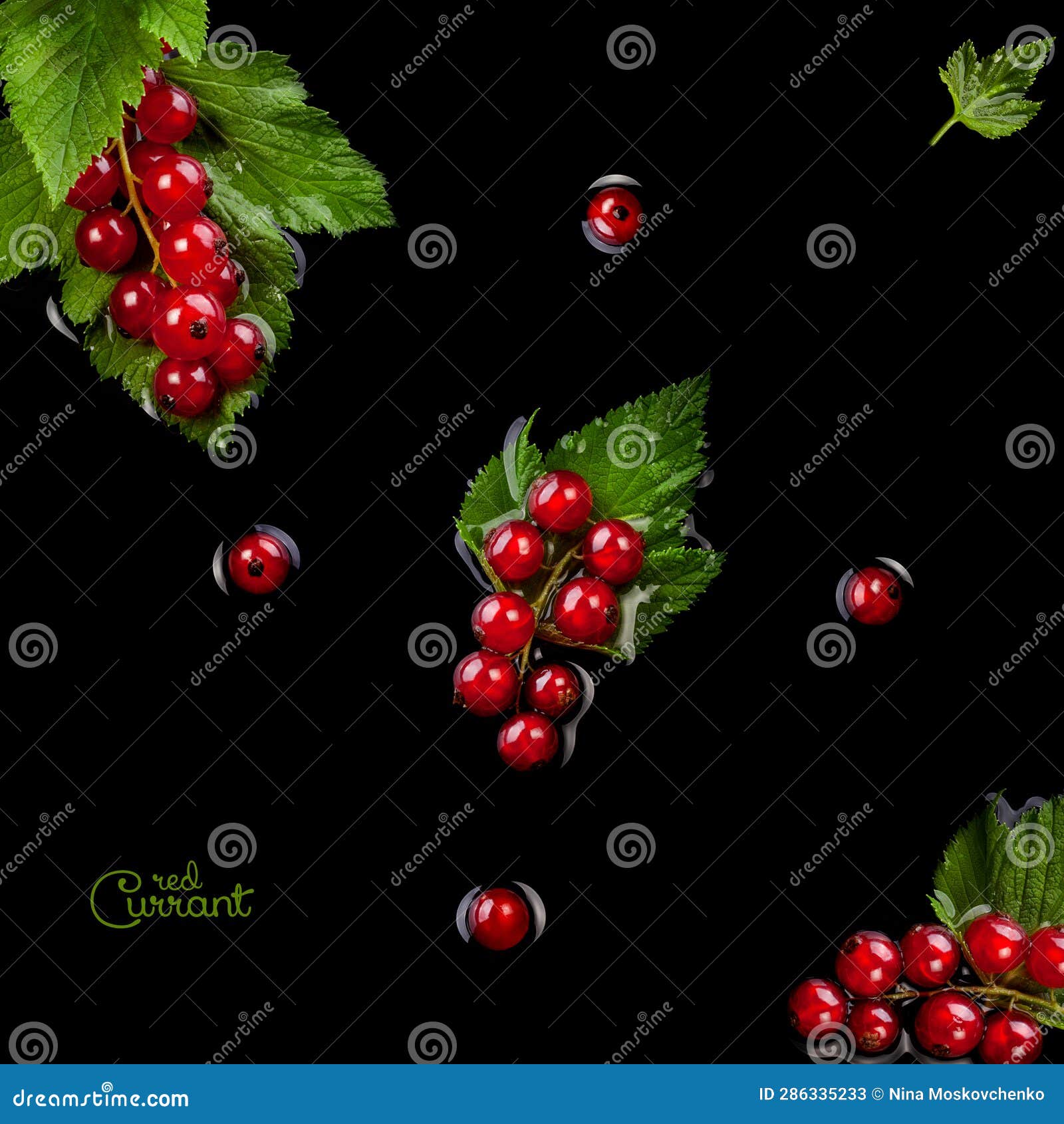 Fresh red currant stock image. Image of selective, isolated - 286335233
