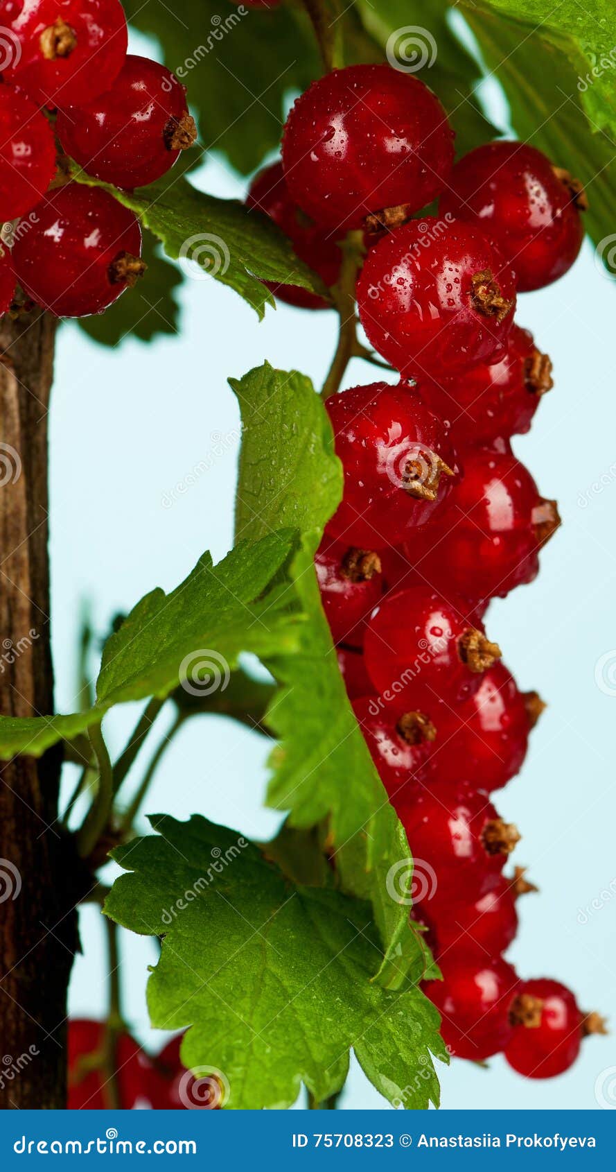 Fresh red currant stock image. Image of good, flavor - 75708323