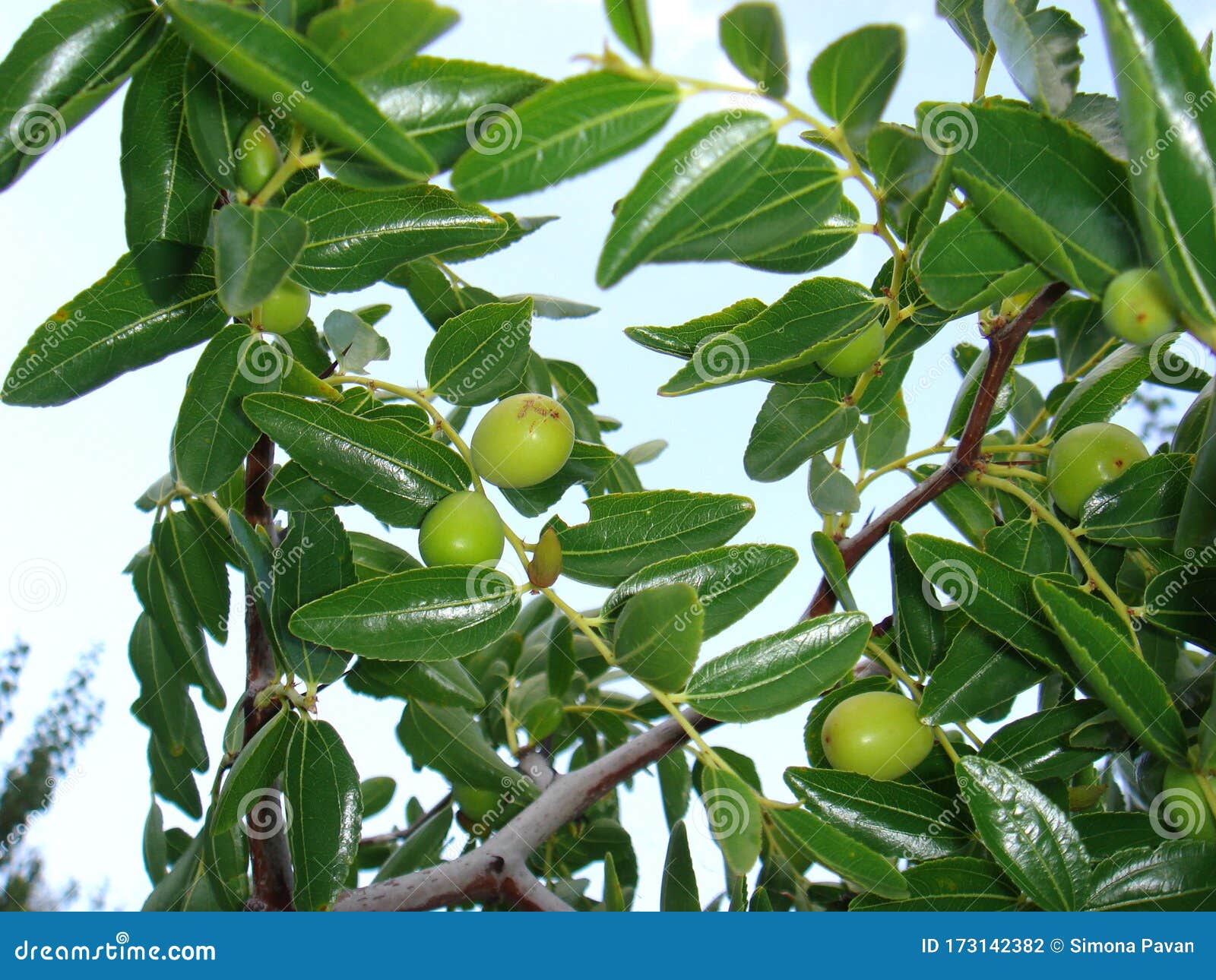 Unripe Fruit of Ziziphus Jujuba Tree Stock Photo - Image of korean ...
