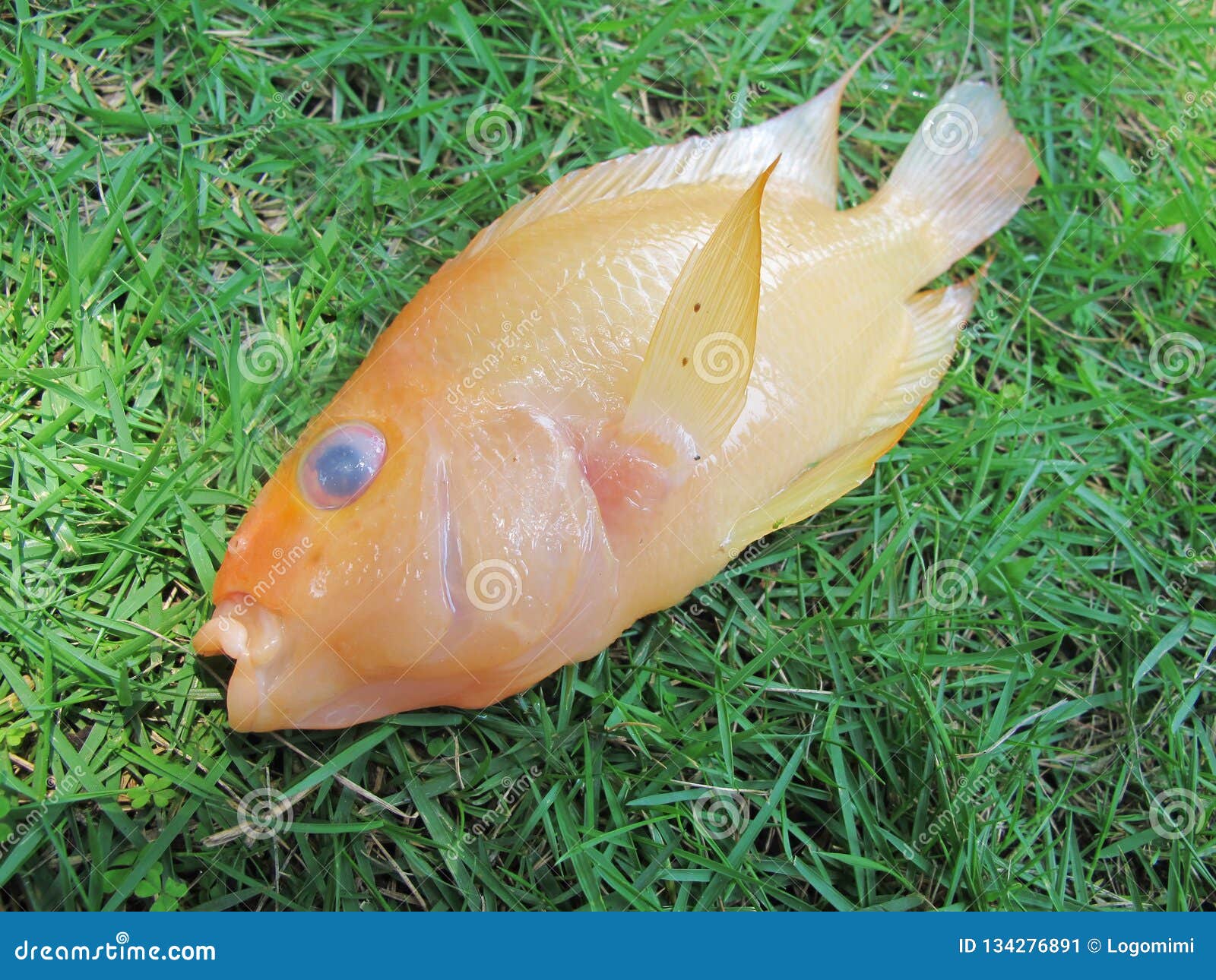 A Fresh Red Devil Cichlid Fish on the Grass Stock Image - Image of dead ...
