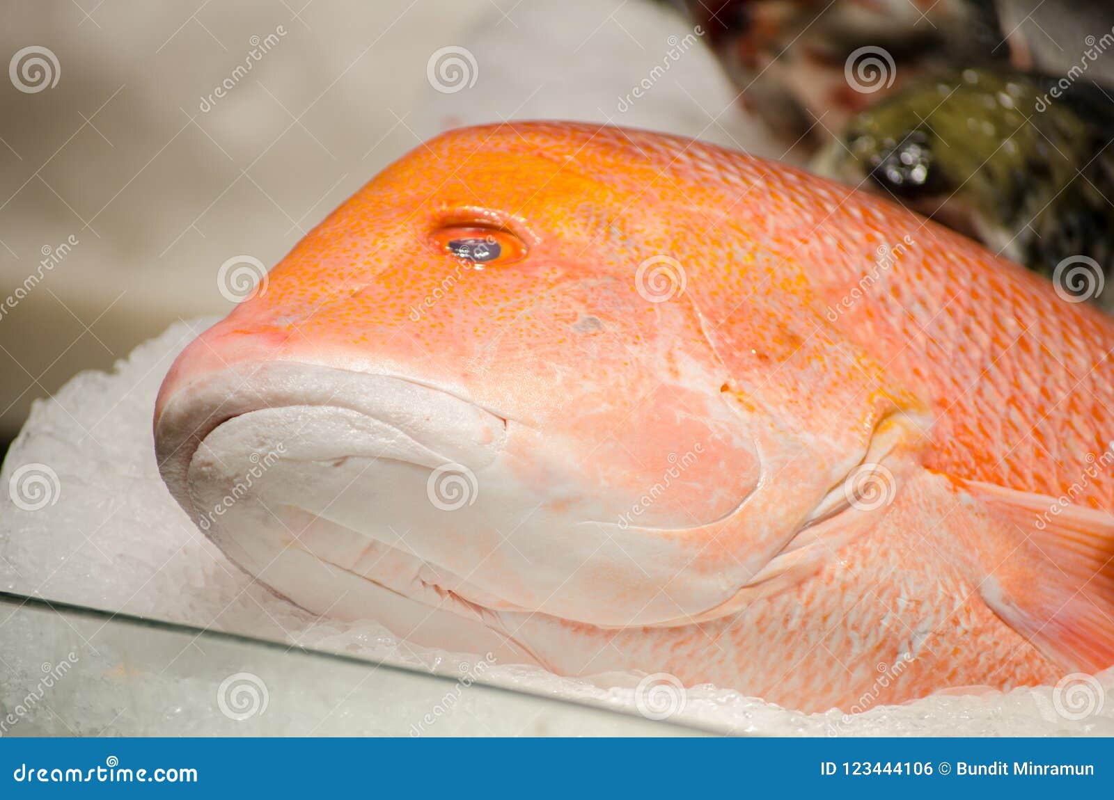 Fresh Red Emperor Fish on the Ice at a Fish Market. Stock Photo - Image ...