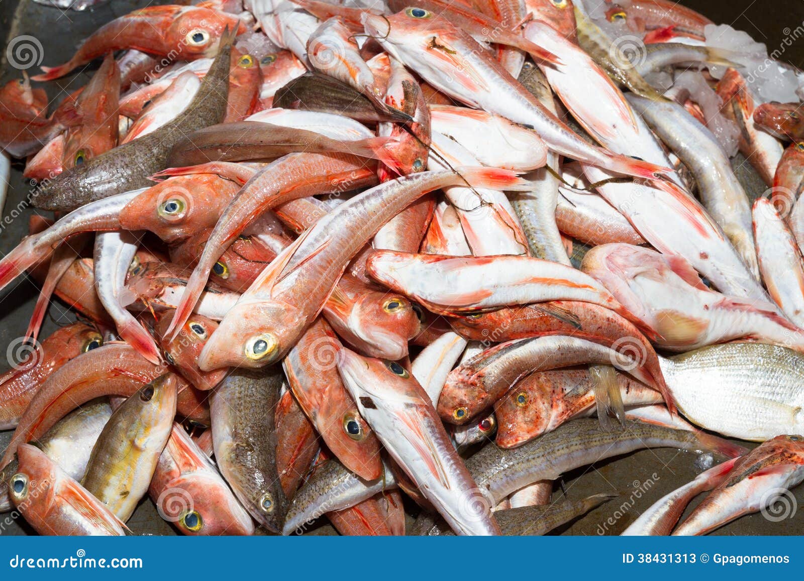 Fresh red fish variety stock image. Image of ocean, ingredient - 38431313