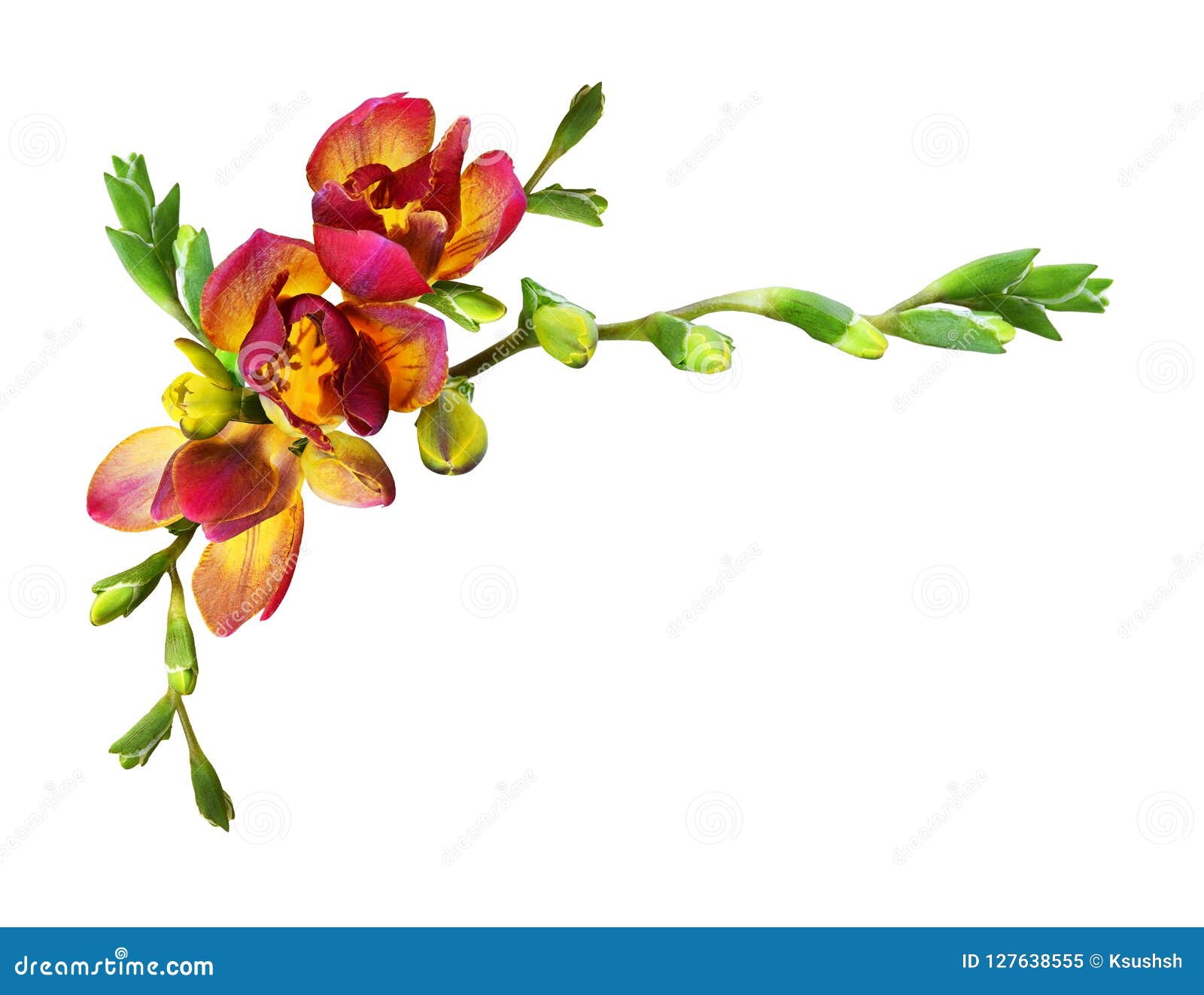 Fresh Red Freesia Flowers And Buds In A Corner Composition Stock Image ...