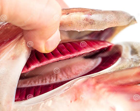 Fresh red gills in fish stock image. Image of water - 140627449