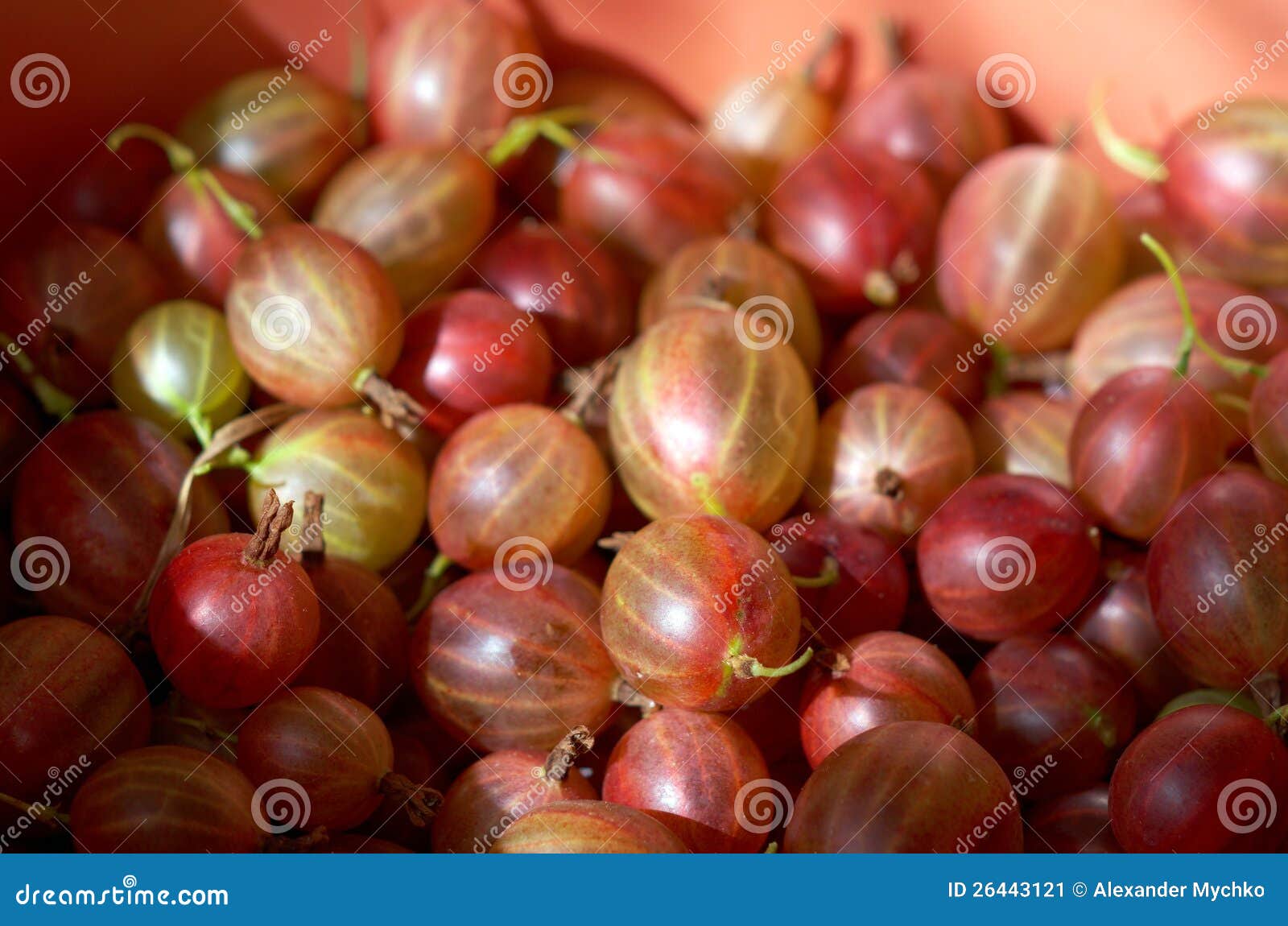 Fresh red gooseberry stock image. Image of ripe, greenery - 26443121
