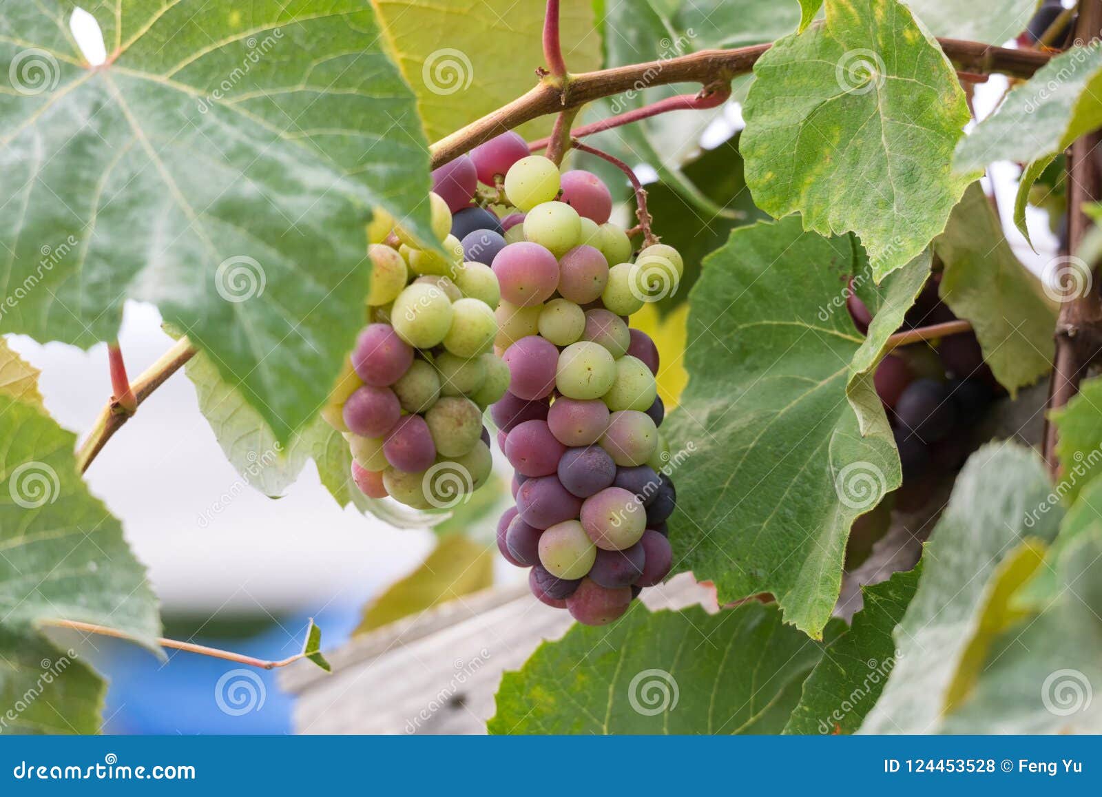 Fresh red grape stock photo. Image of food, leaves, trellis - 124453528