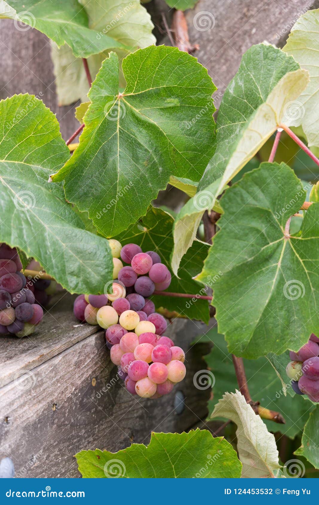 Fresh red grape stock photo. Image of fruit, closeup - 124453532
