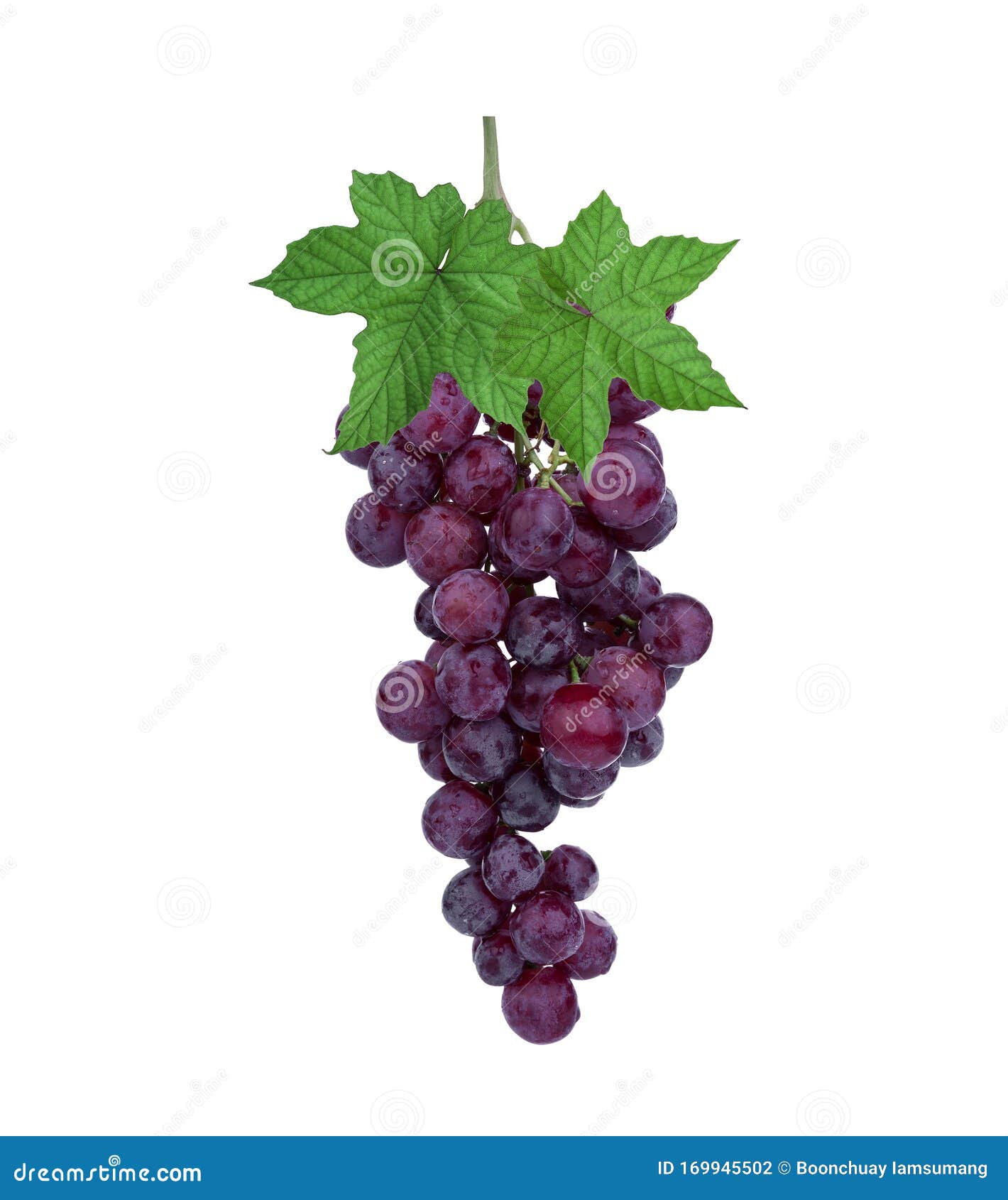 Fresh Red Grape with Leaf Isolated on White Stock Photo - Image of ...