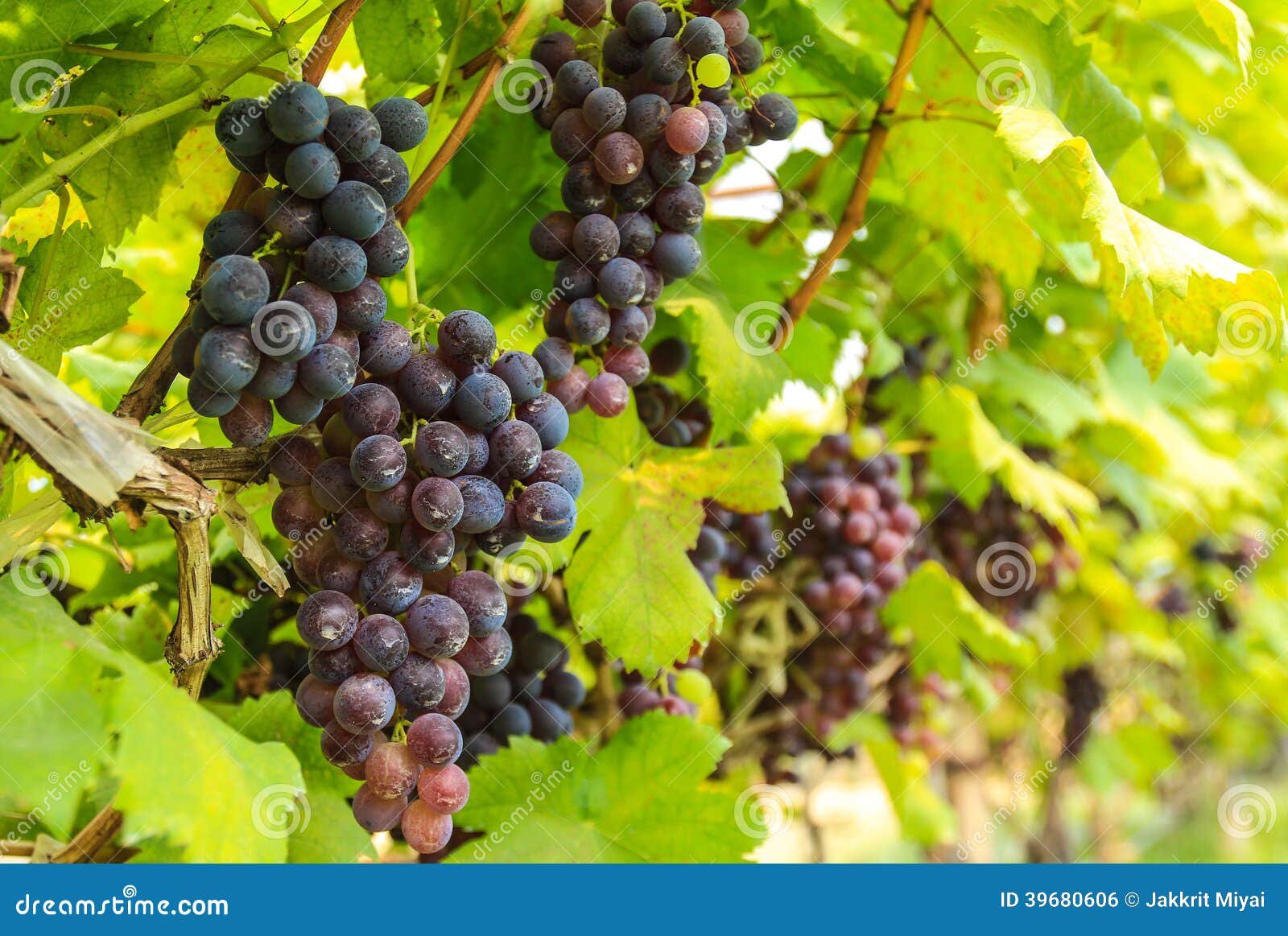 Fresh red grape stock photo. Image of grapevine, green - 39680606