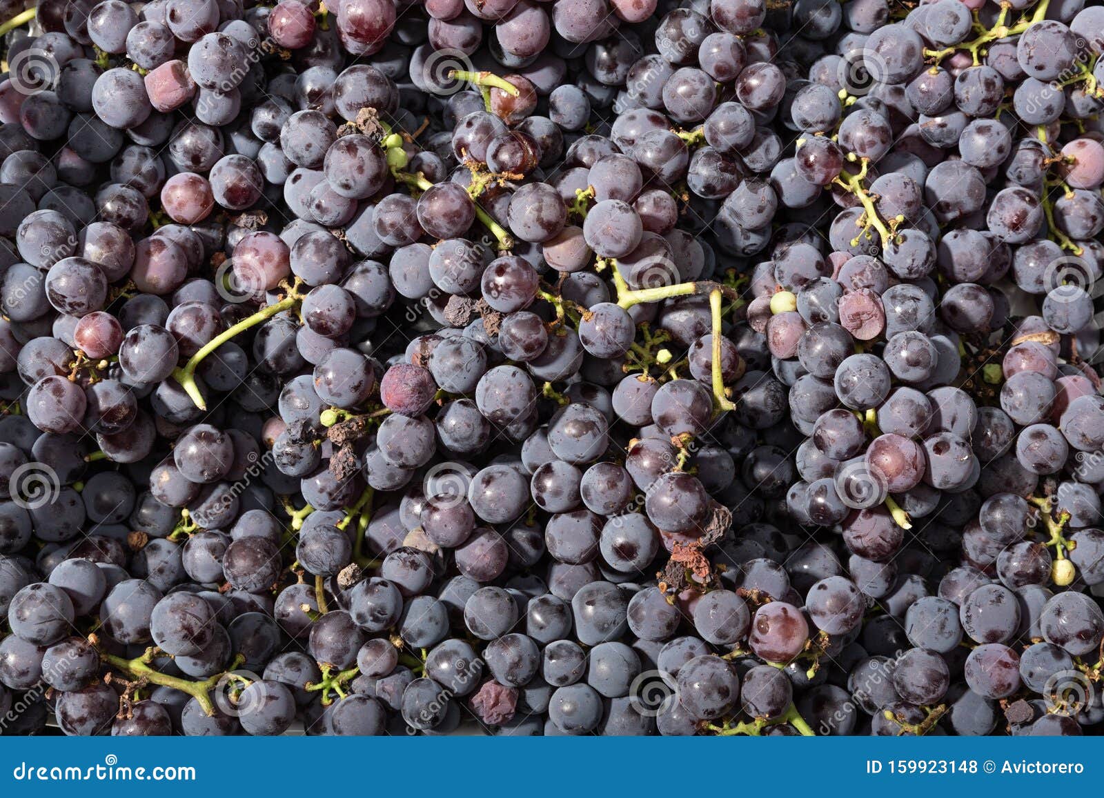 Fresh Red Grapes Background Stock Photo - Image of group, juicy: 159923148