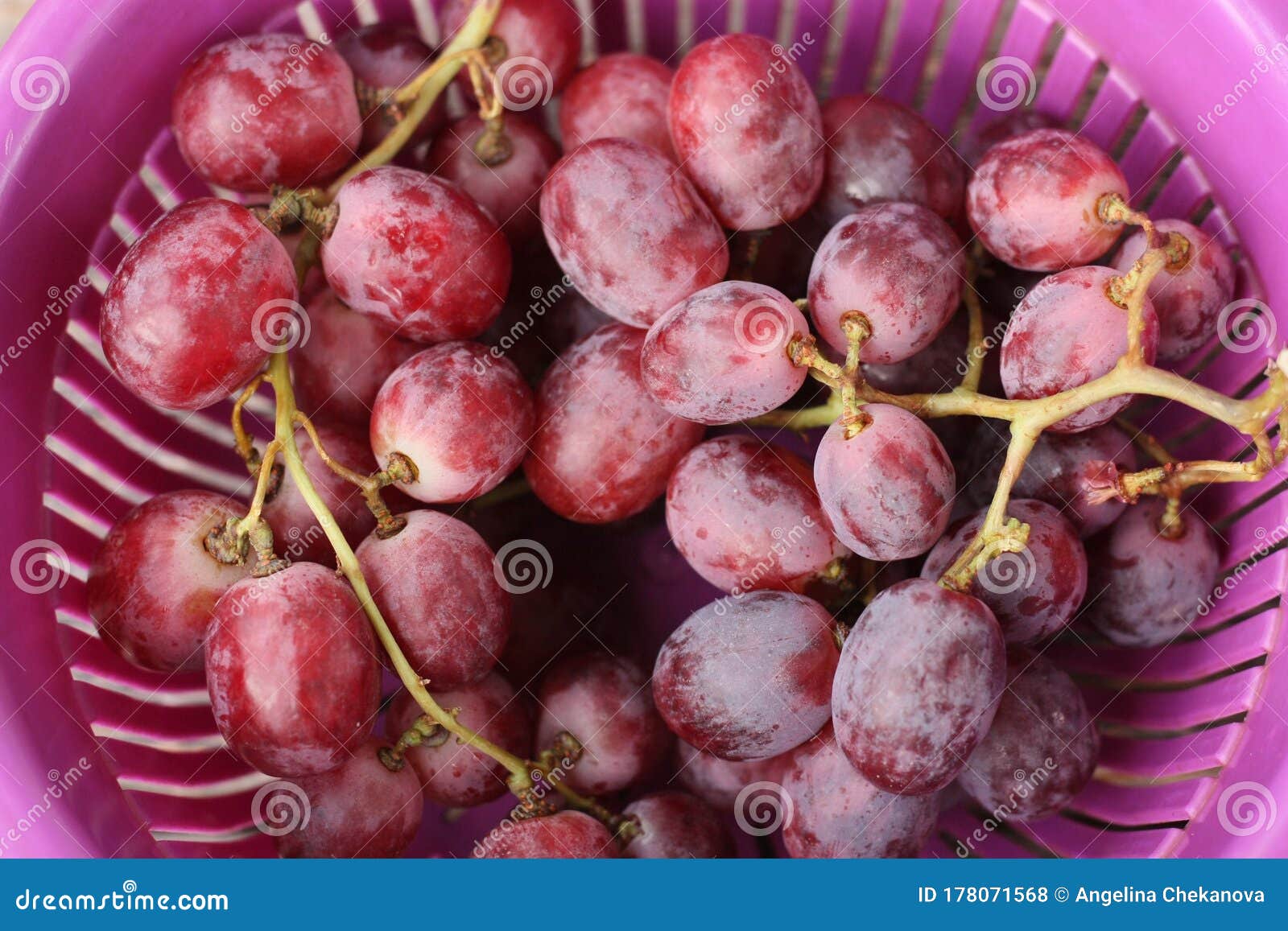 Fresh Red Grapes on the Table Macro Stock Photo - Image of morning ...