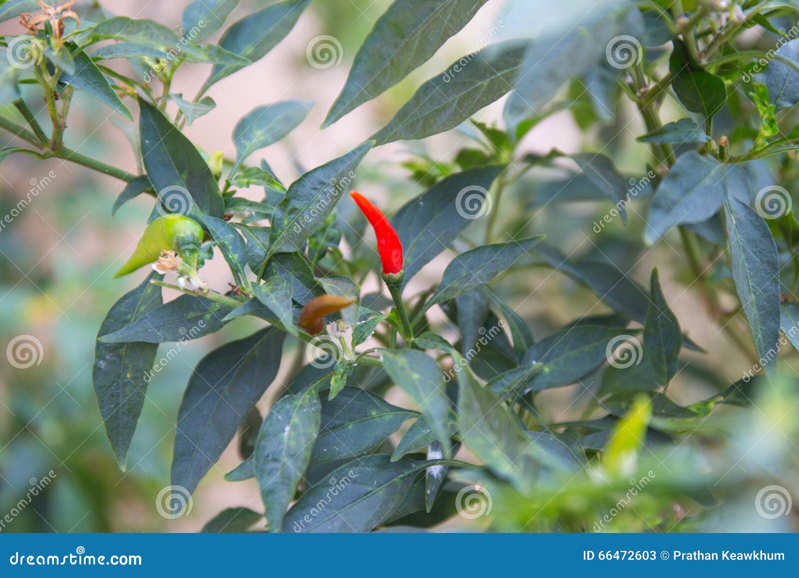 Fresh Red and Green Chilli with Leaves Stock Image - Image of fresh ...